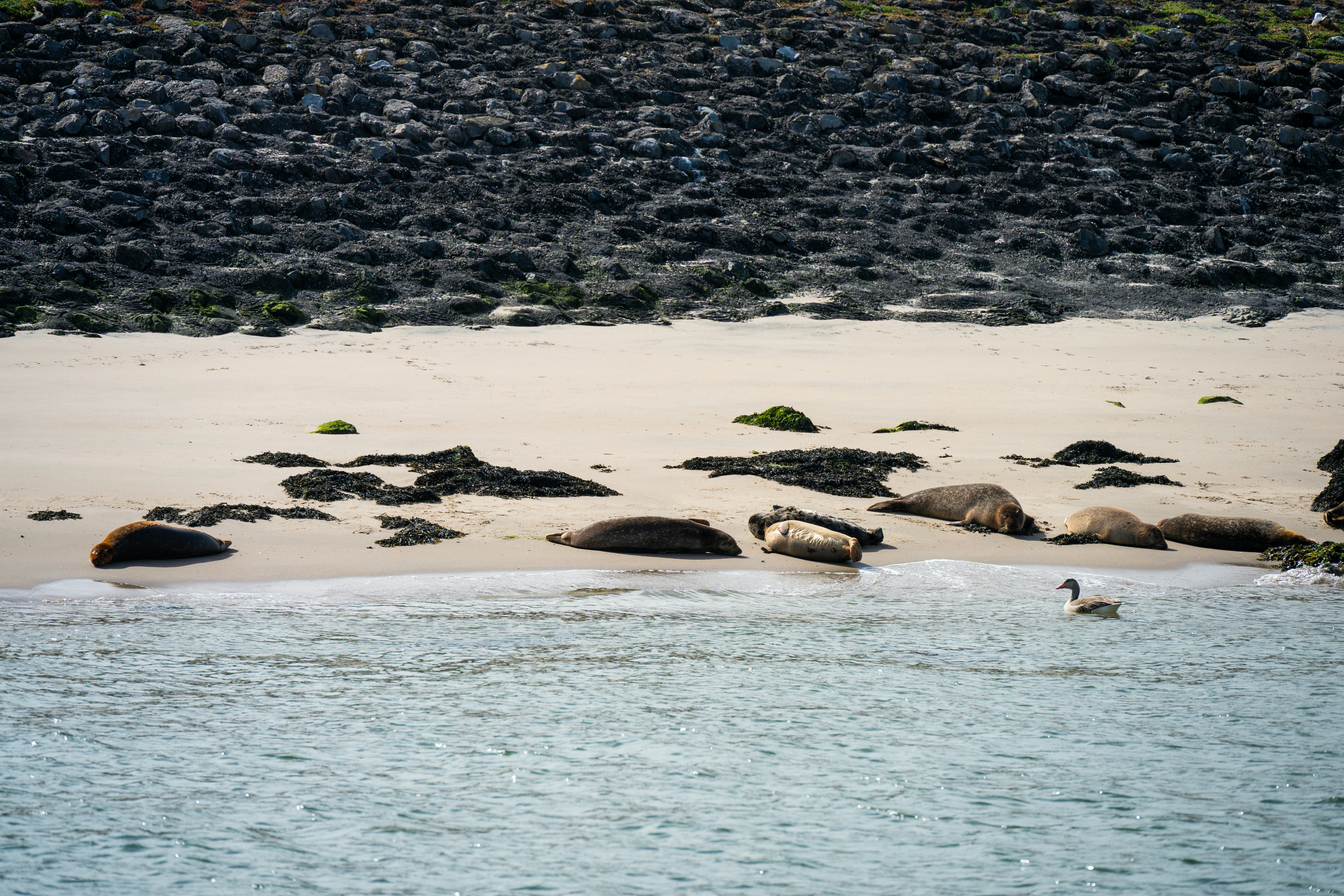 Sea Lions at the Shallows: Calm Beach, Dunes, and Pebbled Breakwater