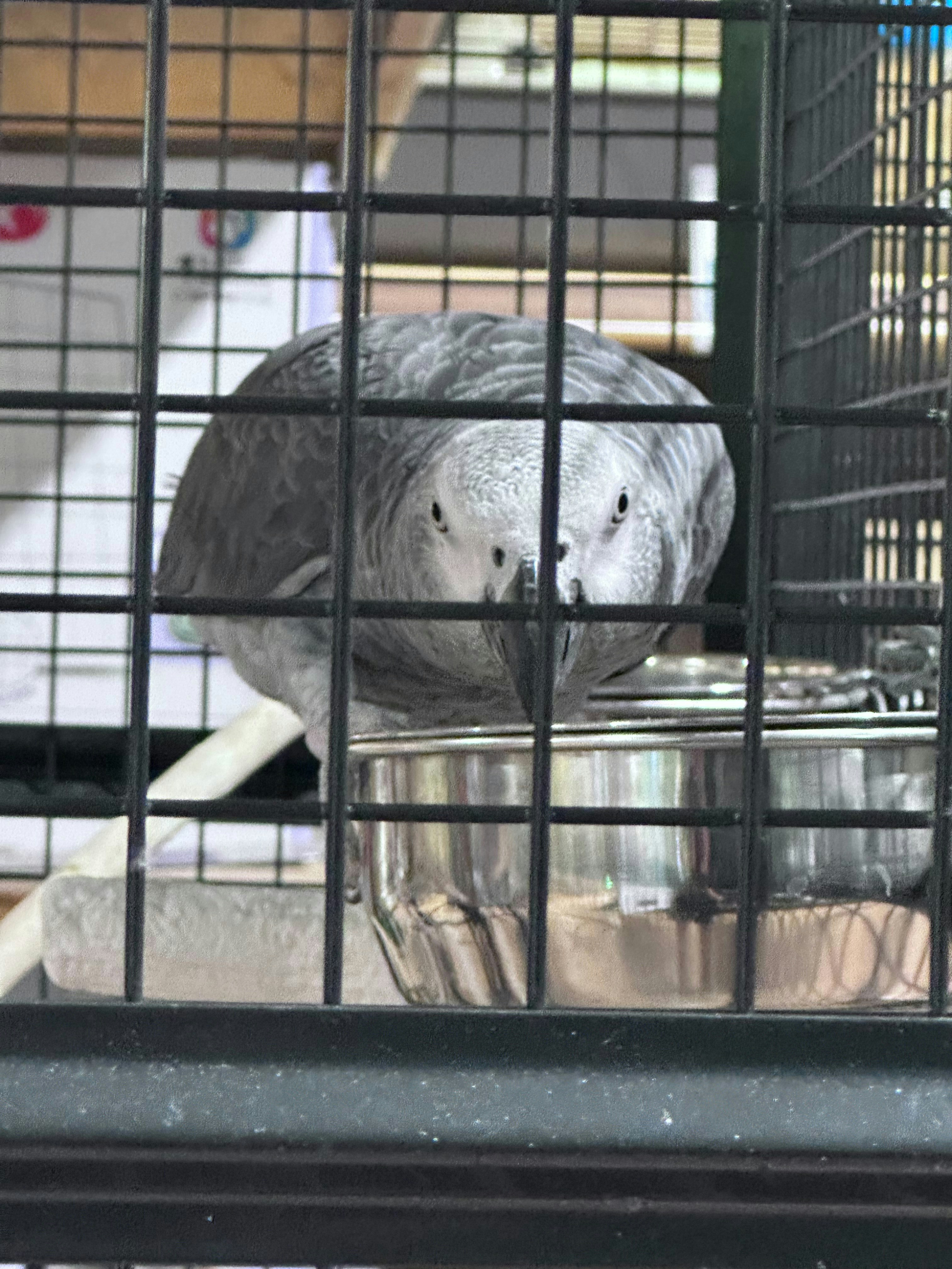 Curious Grey Parrot Peering Through Cage Grids