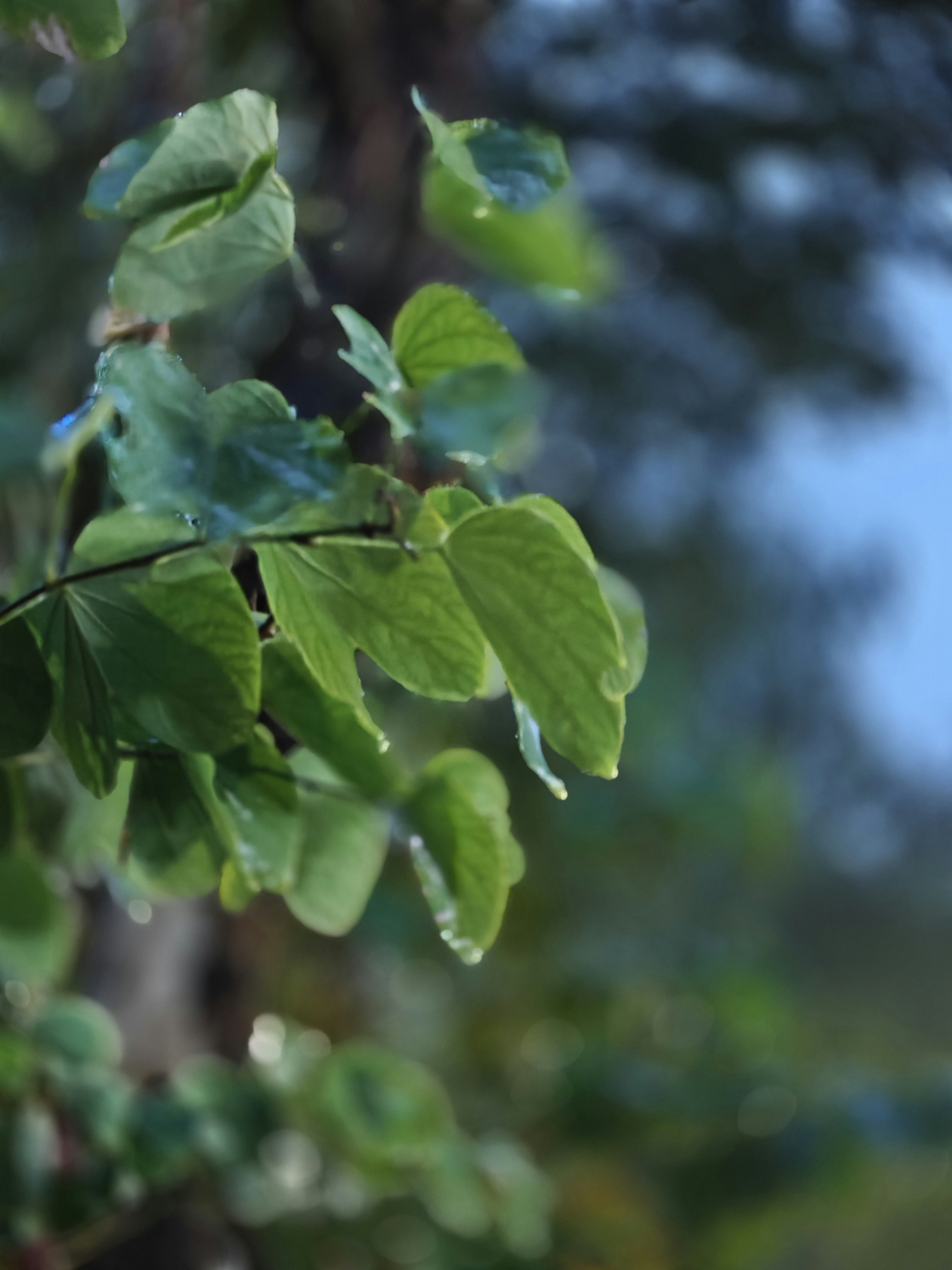 Verdant Veil: Close-up of Leaves Basking in Dappled Light
