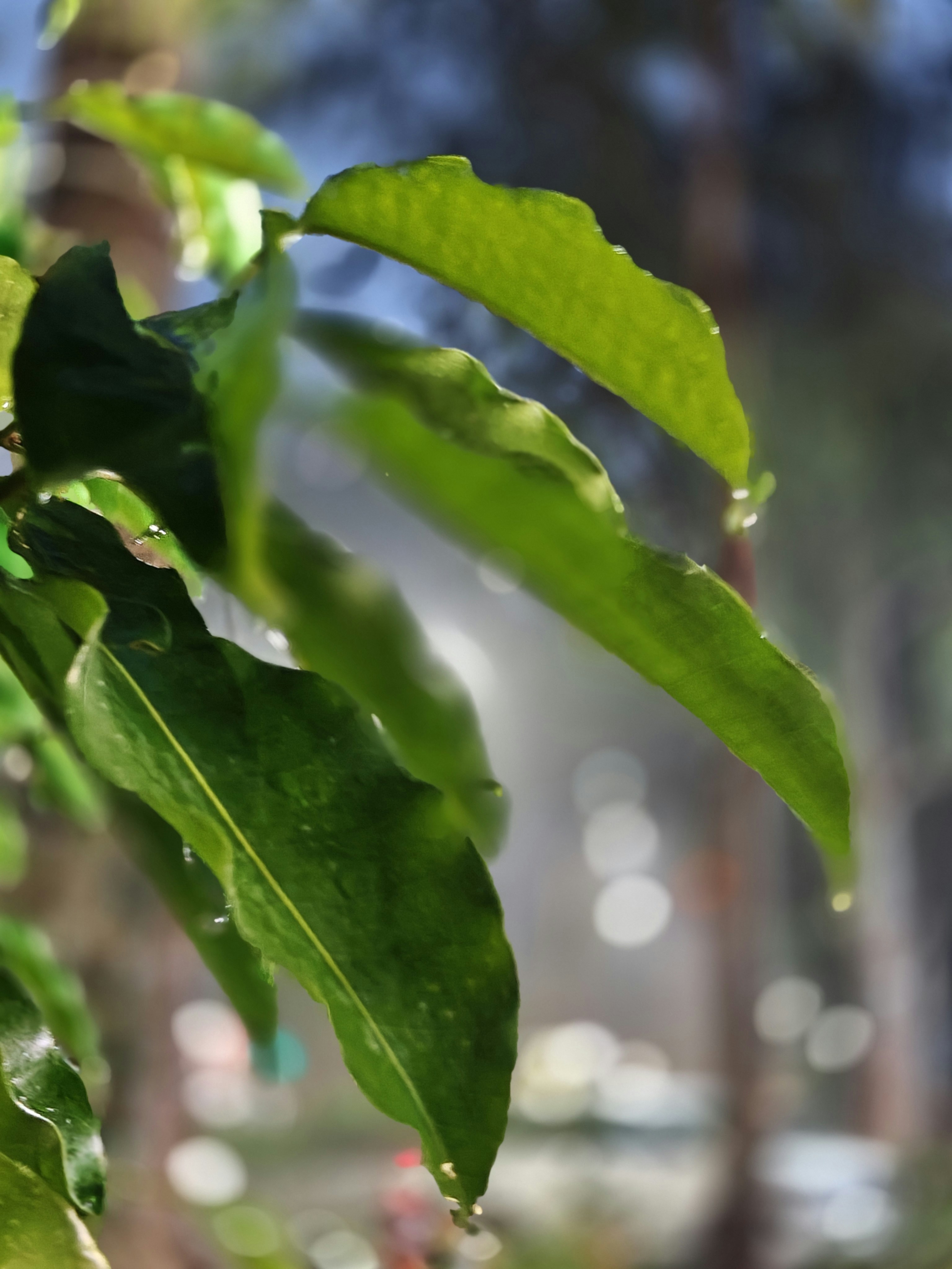 Close-up of a sunlit green leaf set against a blurred urban background