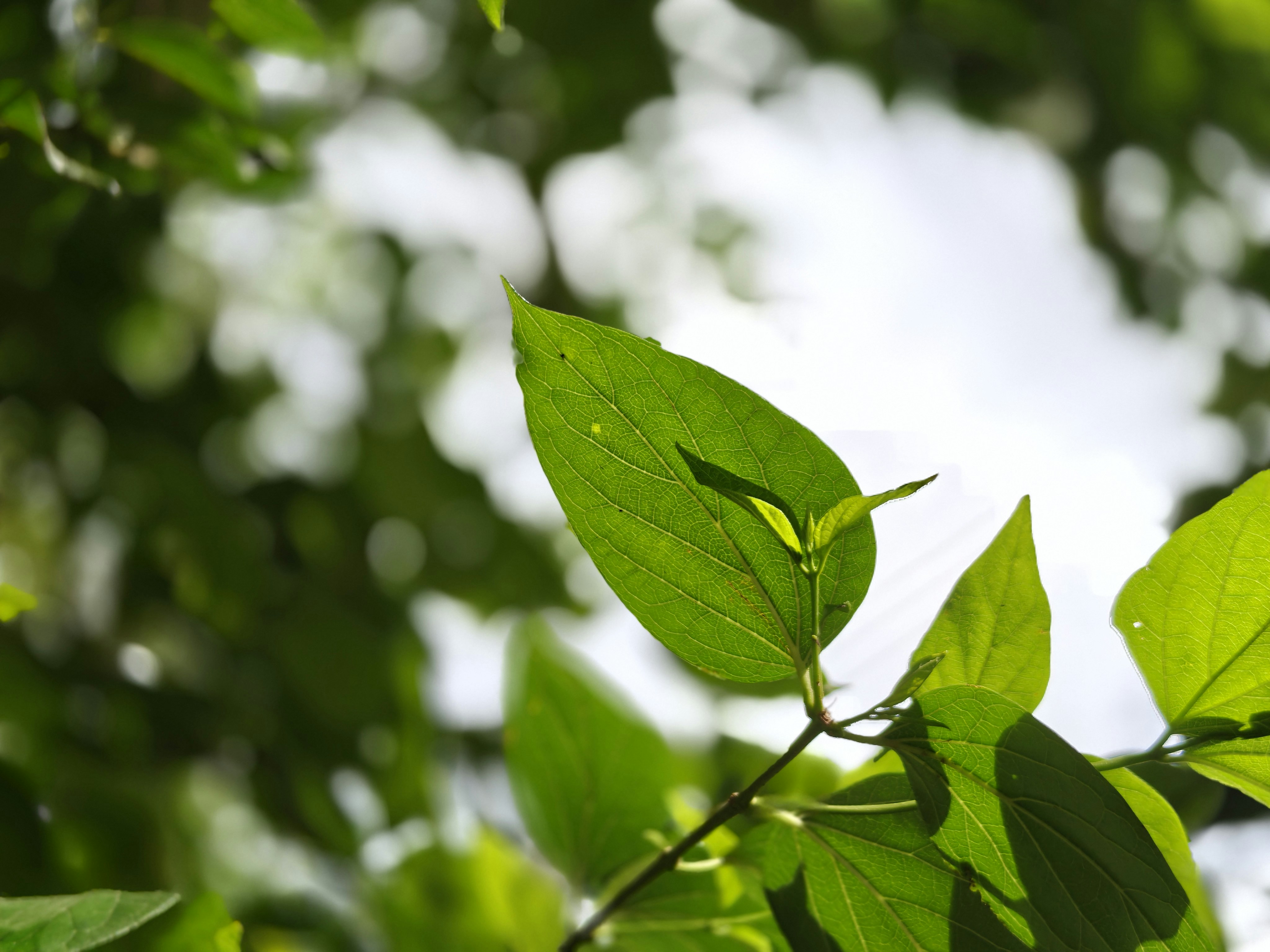 Emerald Leaf Hinge: A Single Leaf Amid a Canopy of Light