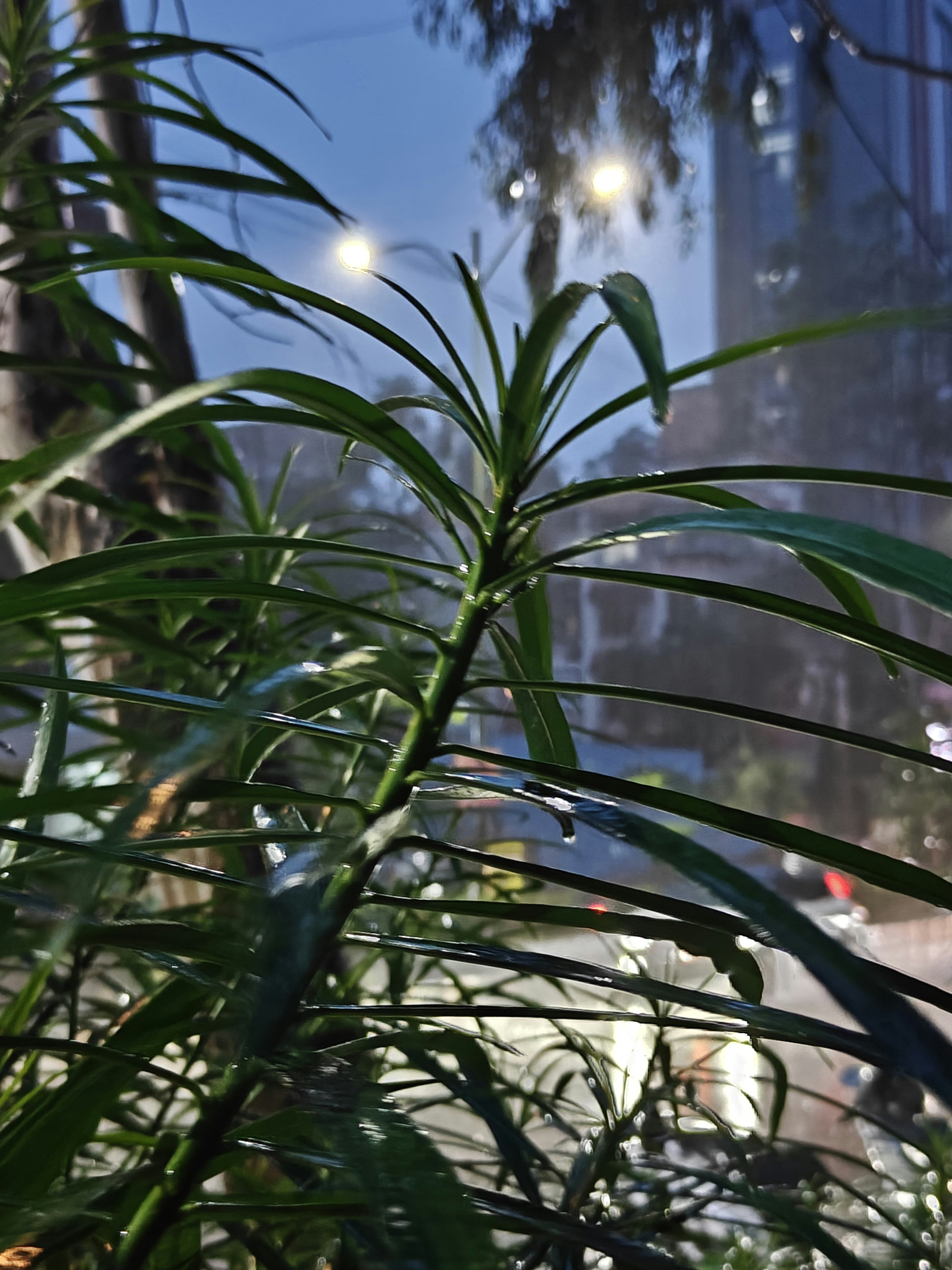 Urban Fern in Blue Fog: Nightime Plant Amid City Lights