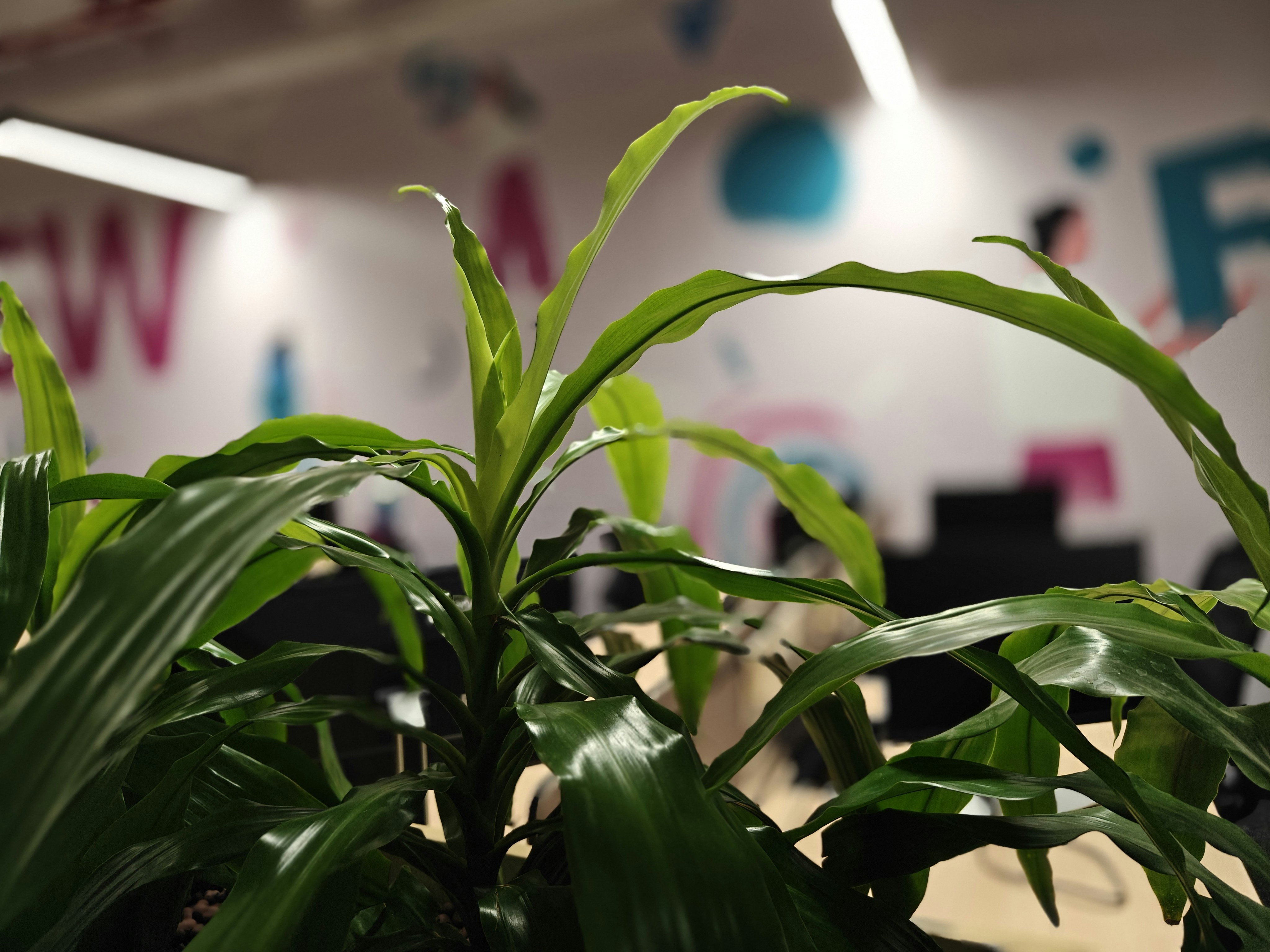 Indoor Plant Spotlight: A Quiet Corner Amid Colorful Office Murals