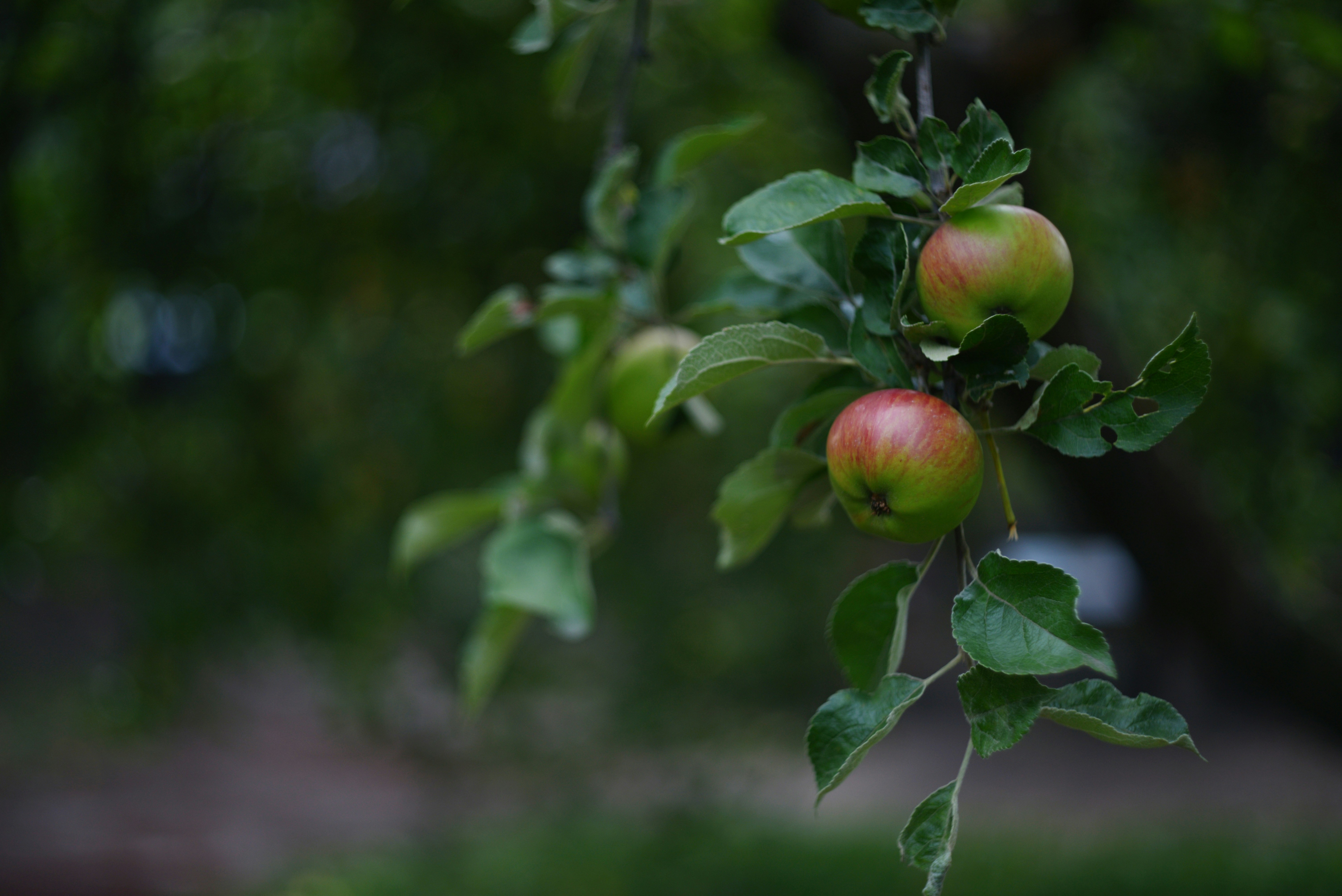 Autumn Apples in Focus: A Branch with Ripening Fruit