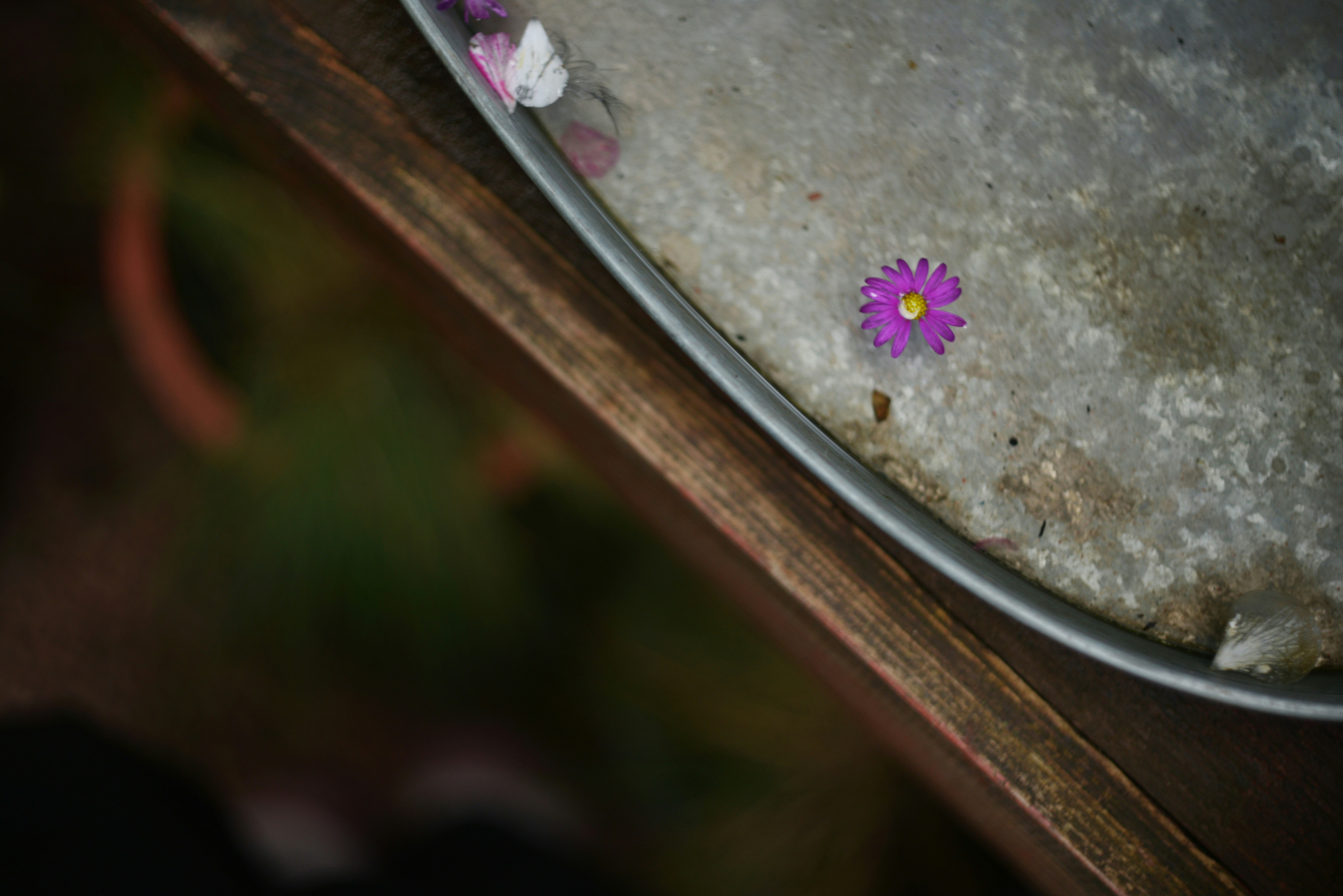 Purple Daisy at the Edge of a Rustic Basin