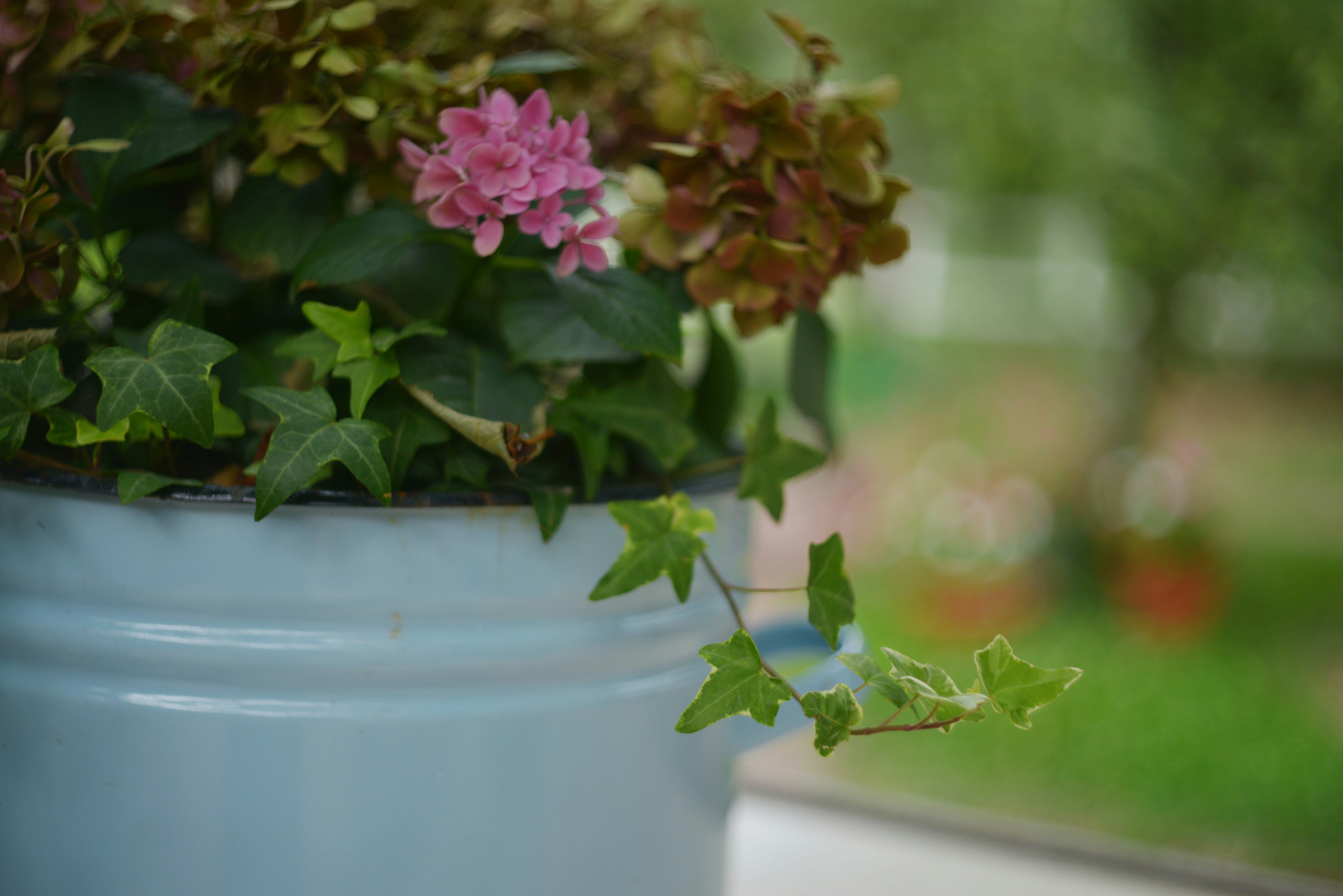 Pink Hydrangea Spotlight on a Blue Garden Pot