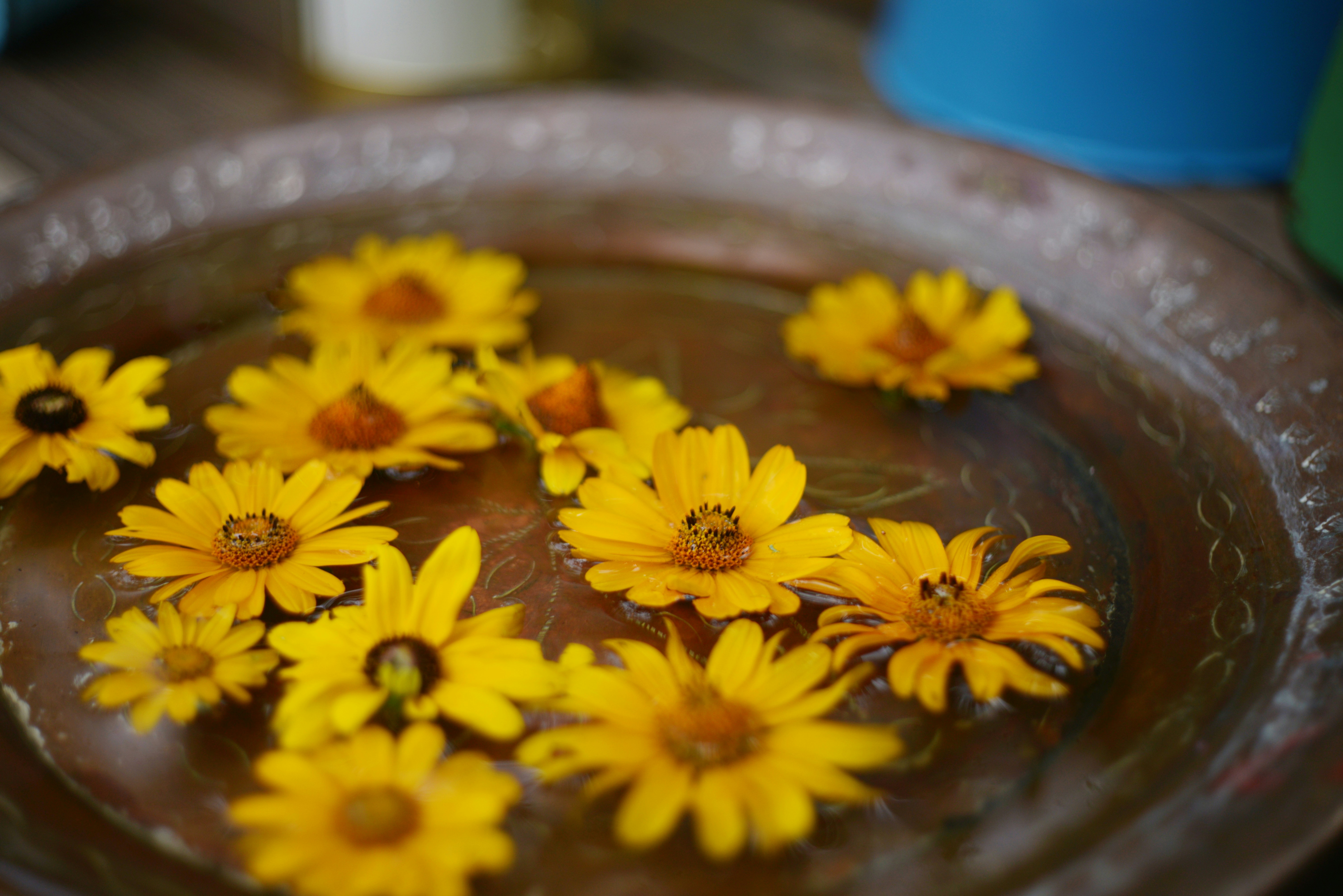 Sunlit Golden Blooms in a Gentle Basin