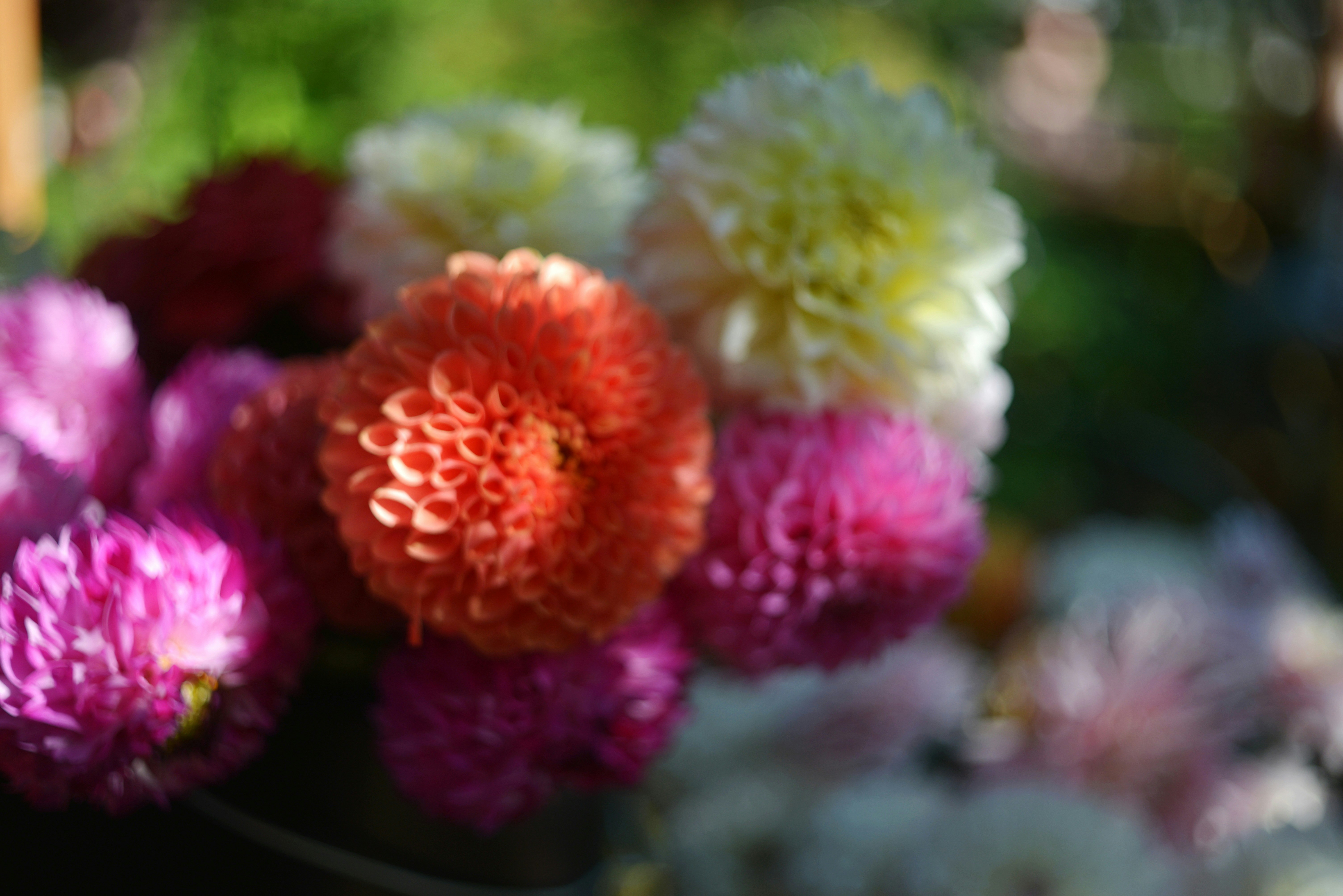 Soft Bloom: Colorful Chrysanthemums in Gentle Blur