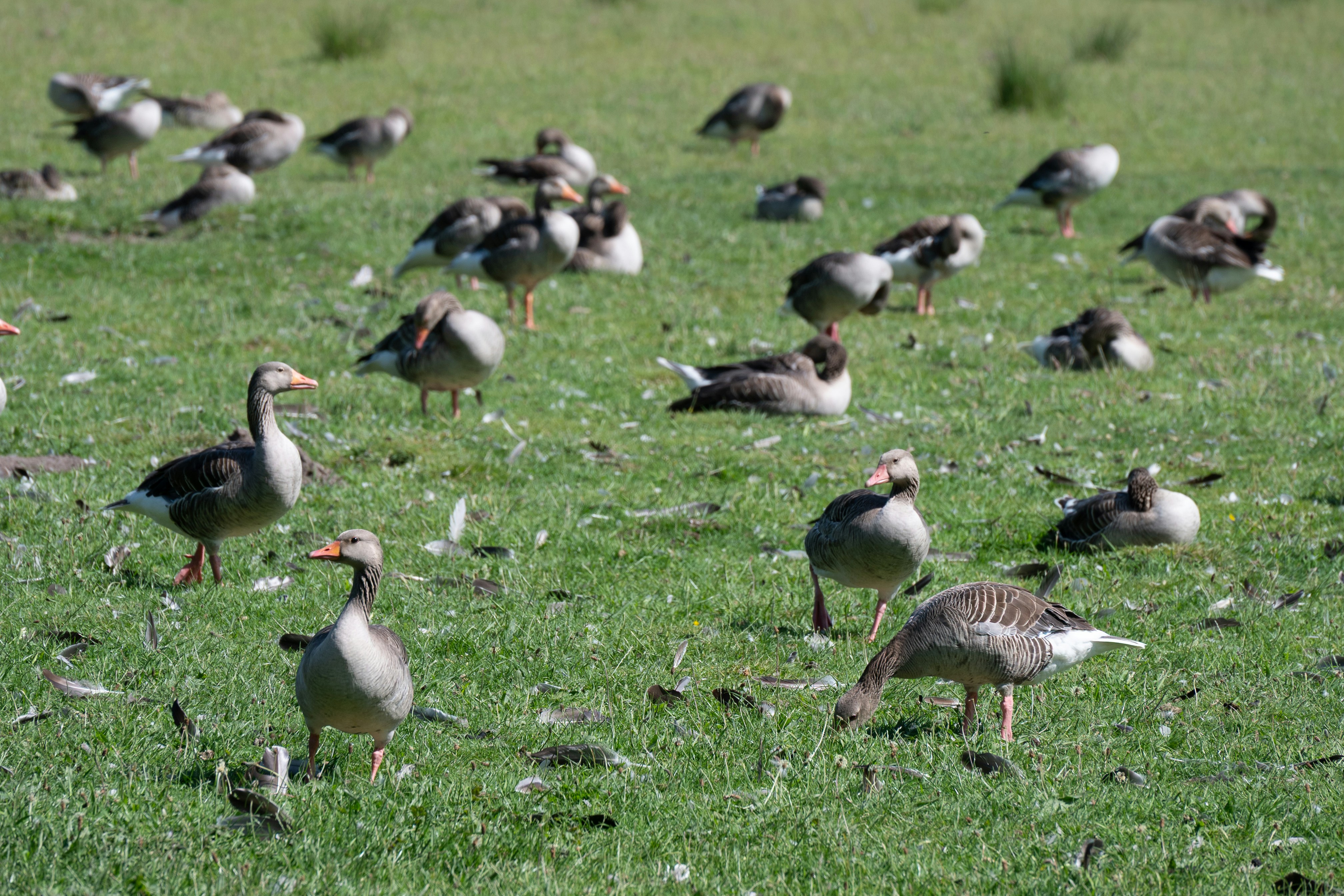 A Quiet Rift: A Field of Geese at Rest