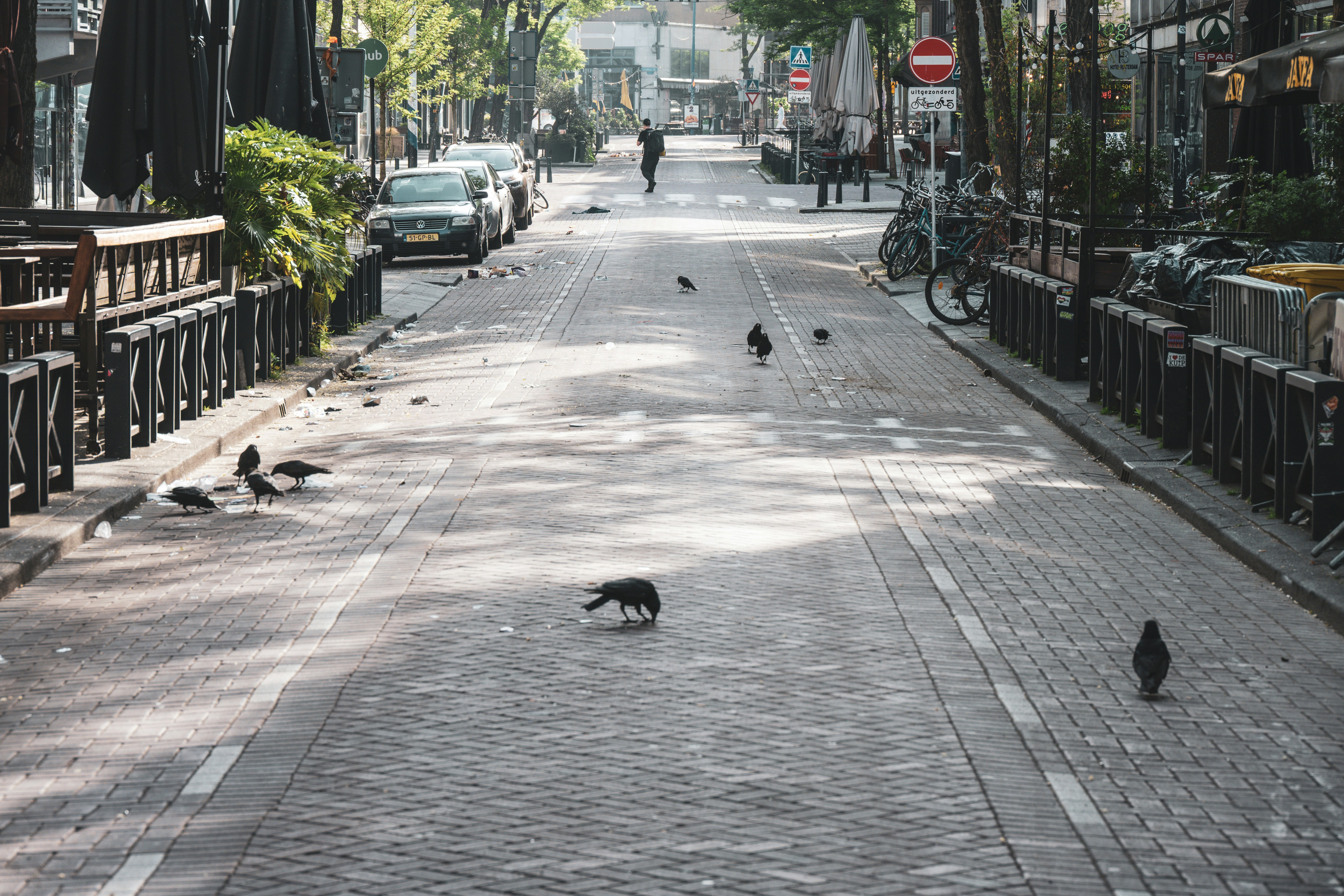 Pigeons on a Quiet City Street: A Slow Afternoon Parade