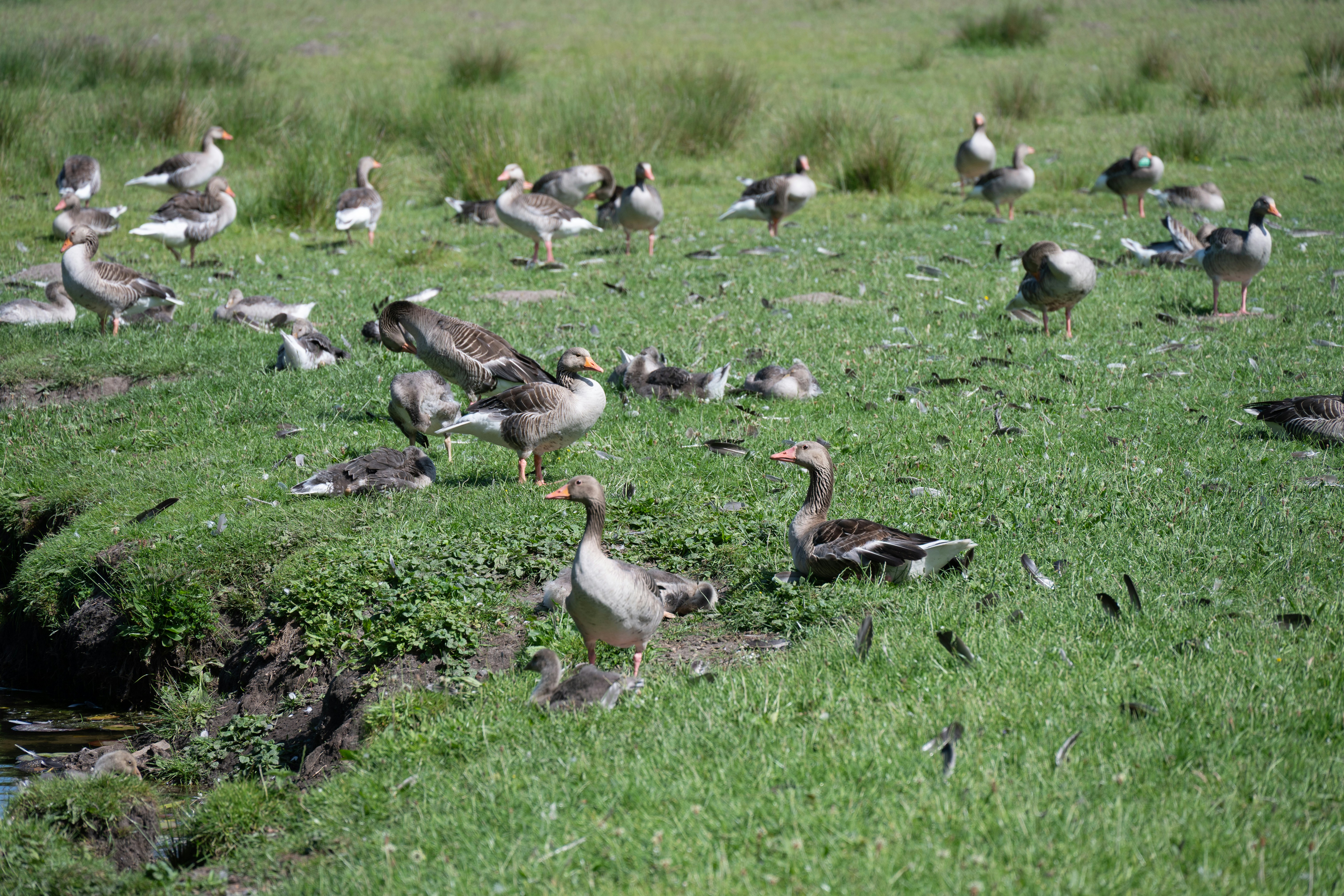 Aloft in the Meadow: A Wetland Chorus of Geese and Waders