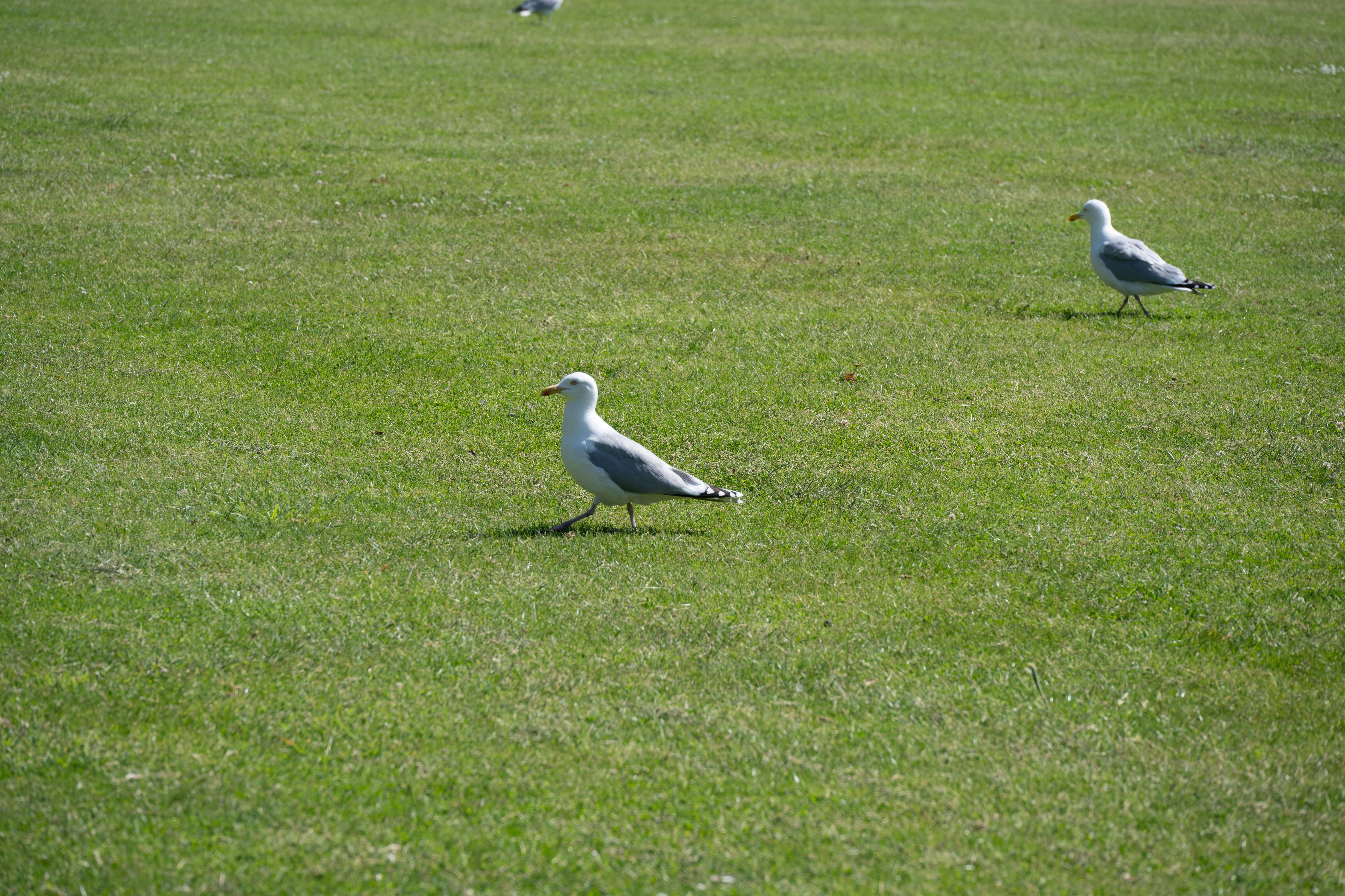 Low-Altitude Gull Patrol Across a Sunlit Meadow