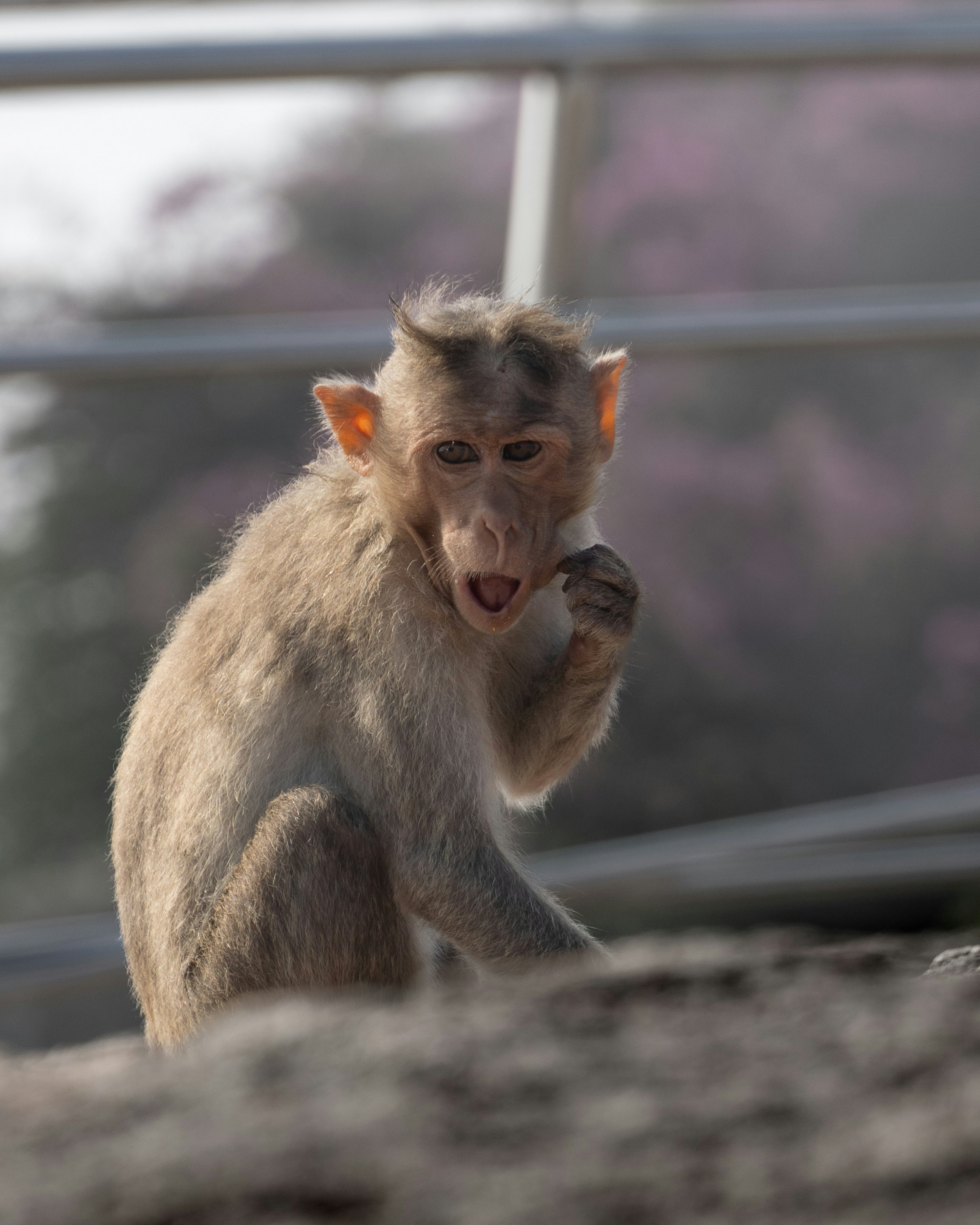 Curious Macaque Pauses Mid-Glance on a Quiet Balcony