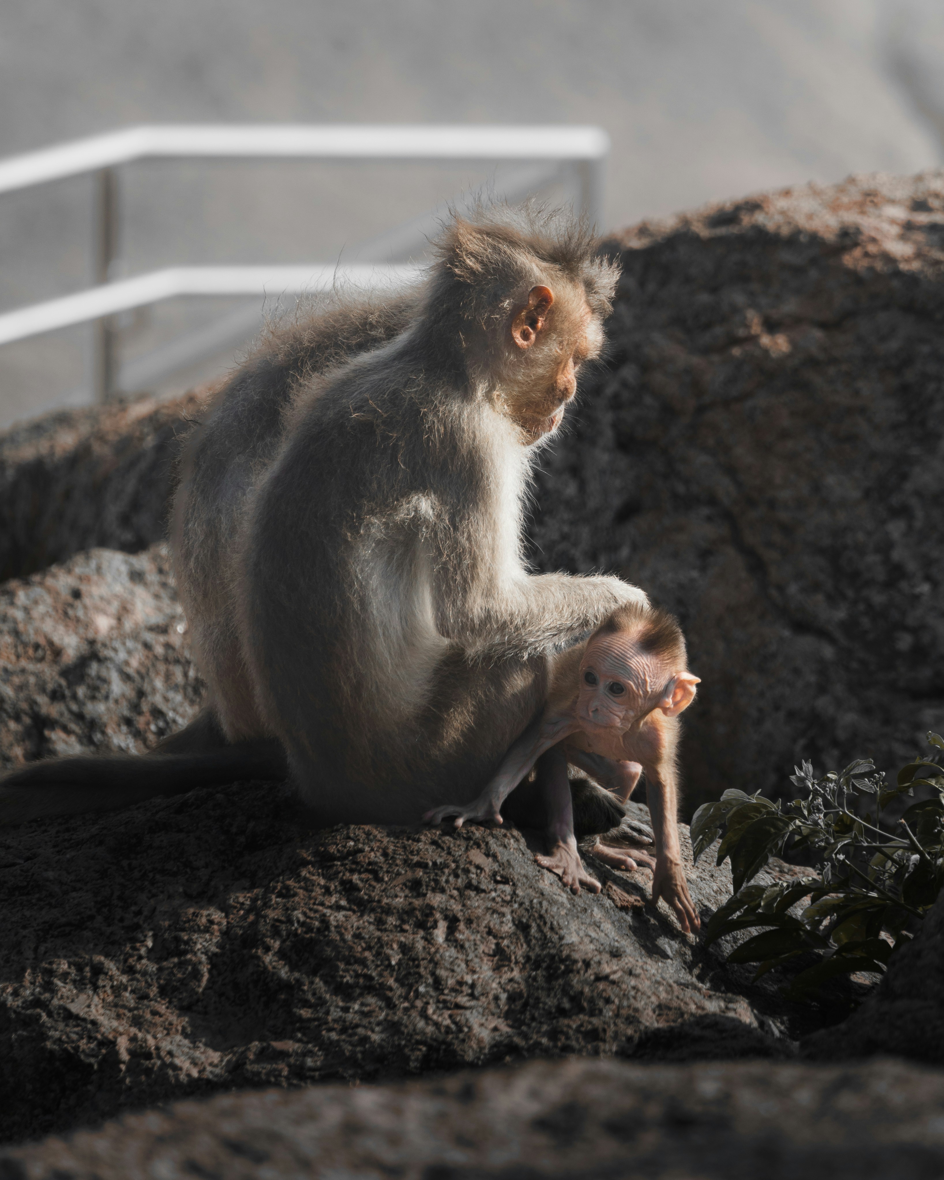 A Curious Pair: Mother Monkey and Infant Amid Rock and Rail