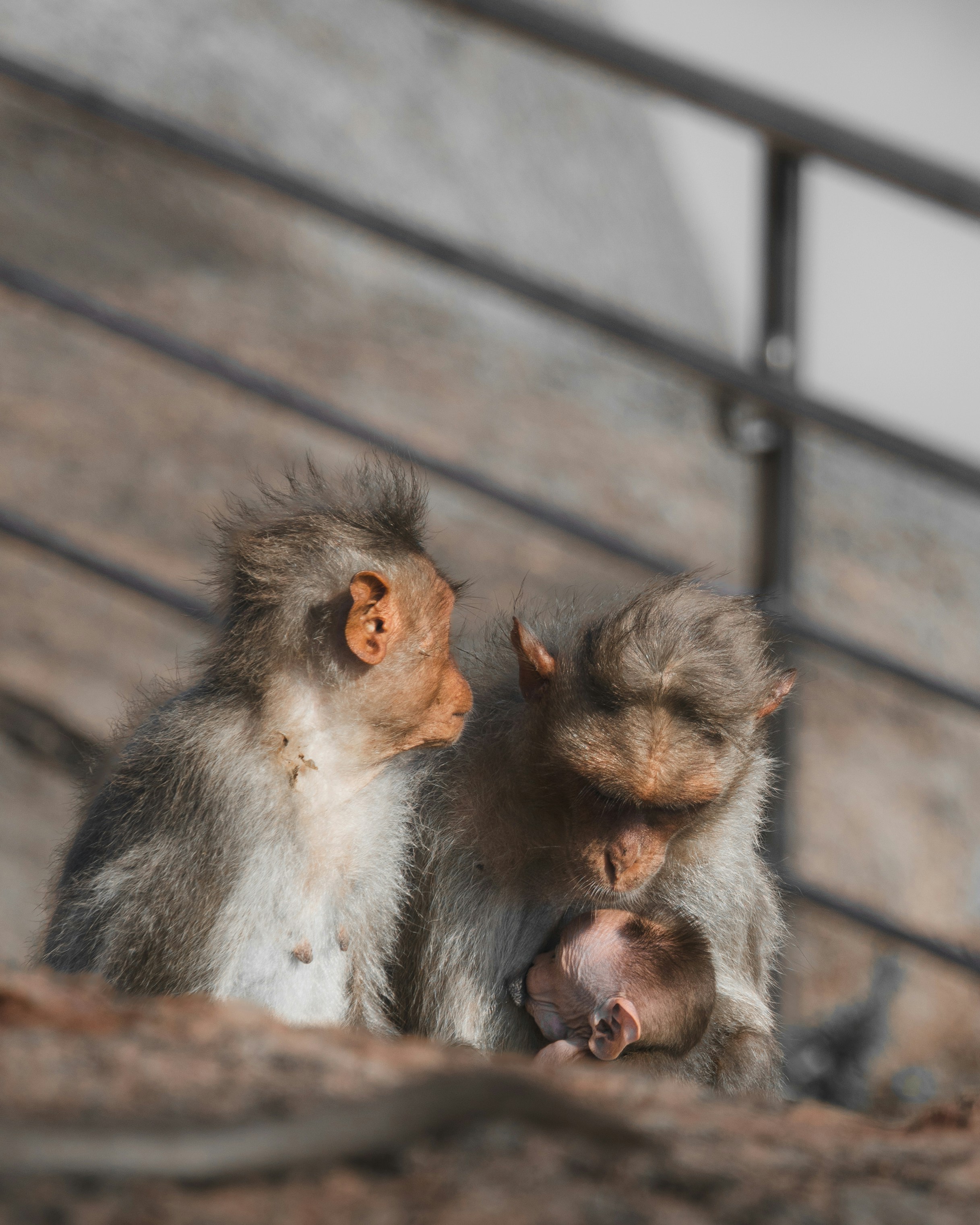 Mother Monkey and Infant in Quiet Gaze
