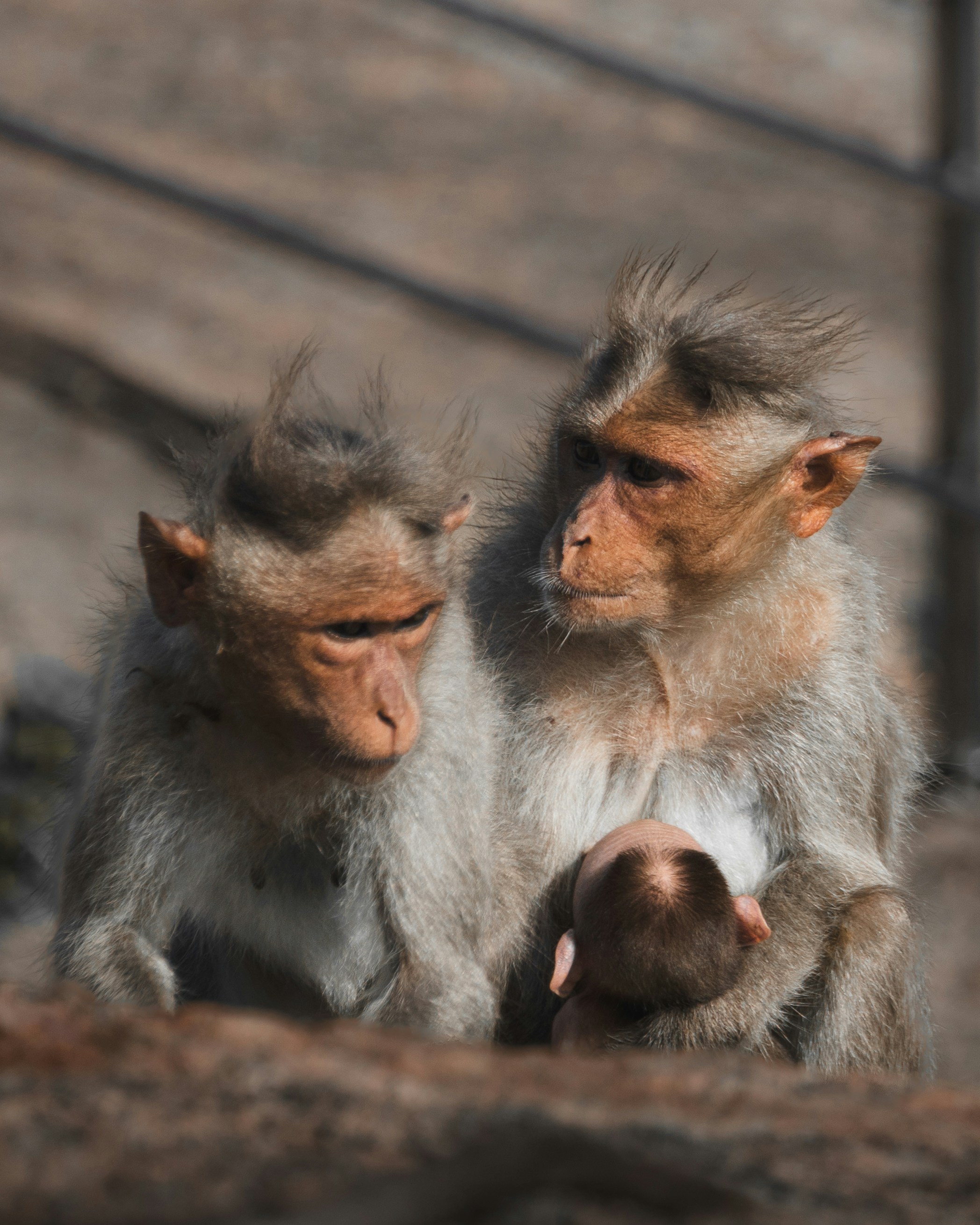 Two Kissing Monkeys: A Tender Moment with Baby in Between