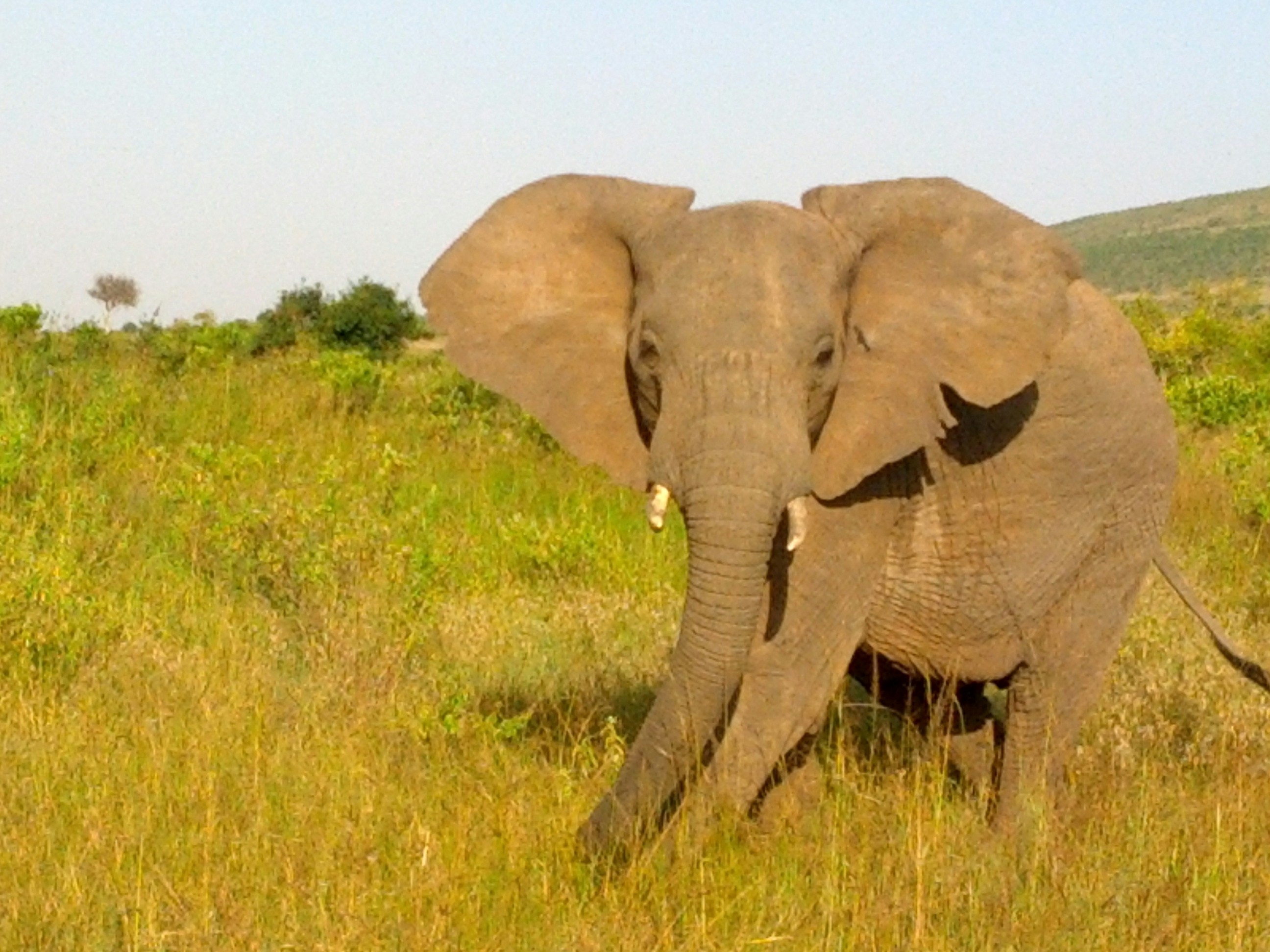 Elephants in a Golden Grassland: A Quiet Herd