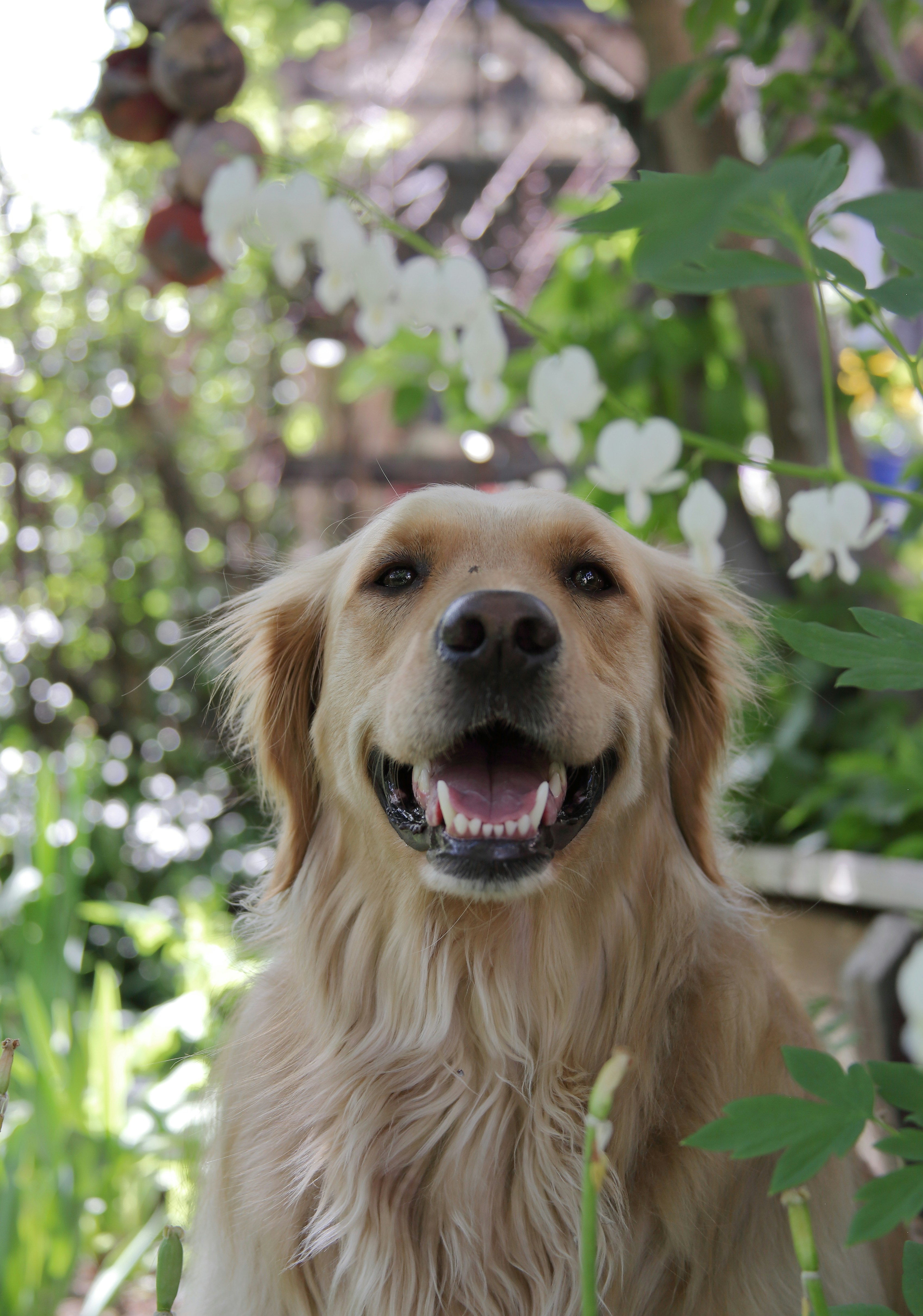 Grinning Golden: A Sunny Moment in the Garden