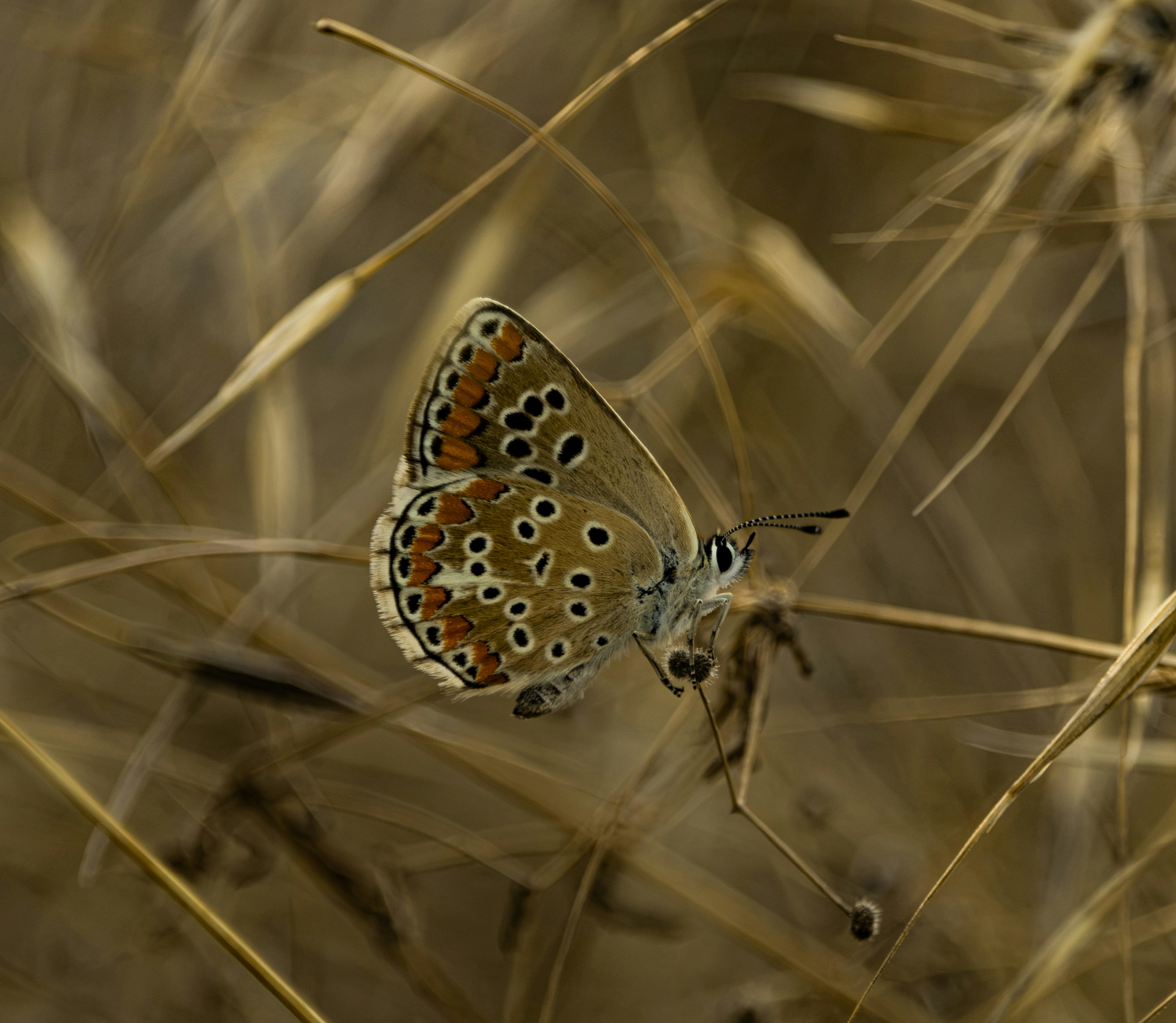 Brown butterfly perched on dry grass stems in a muted golden field, highlights detailed wing patterns and eyespots.