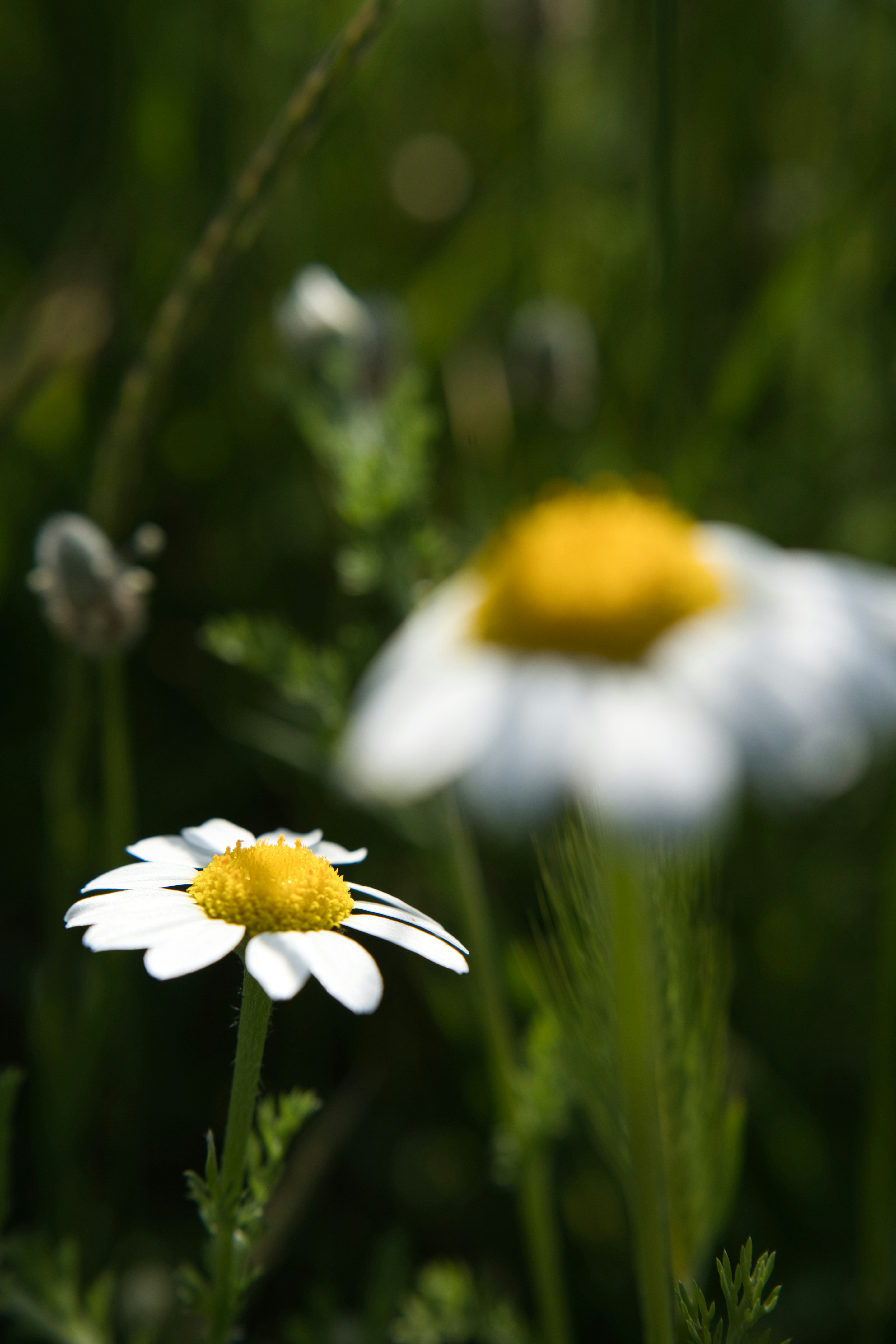 Close-up Daisy in Soft Focus Field