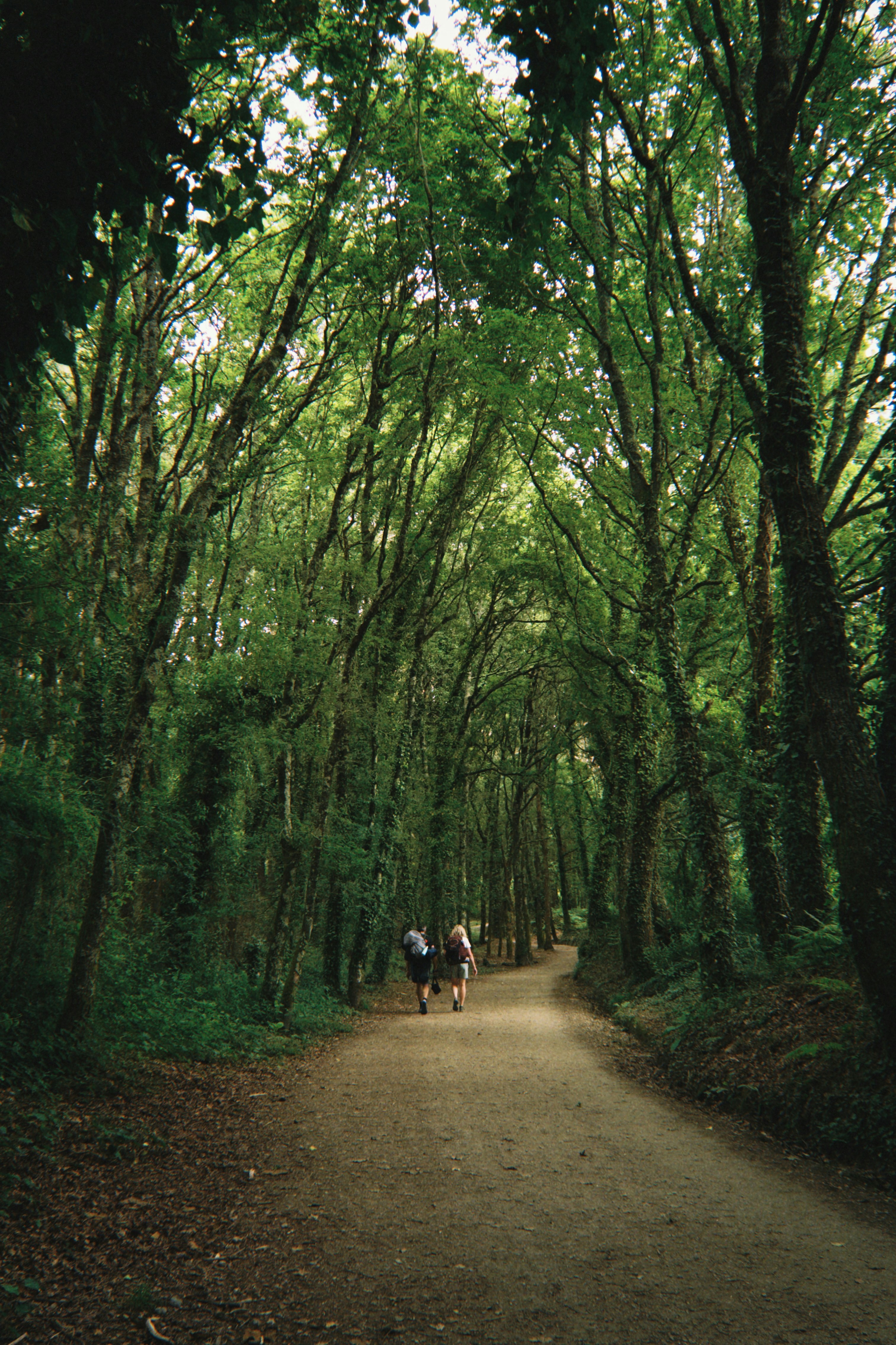 Forest Pathway Converges: A Gentle Walk Under Arborial Archways