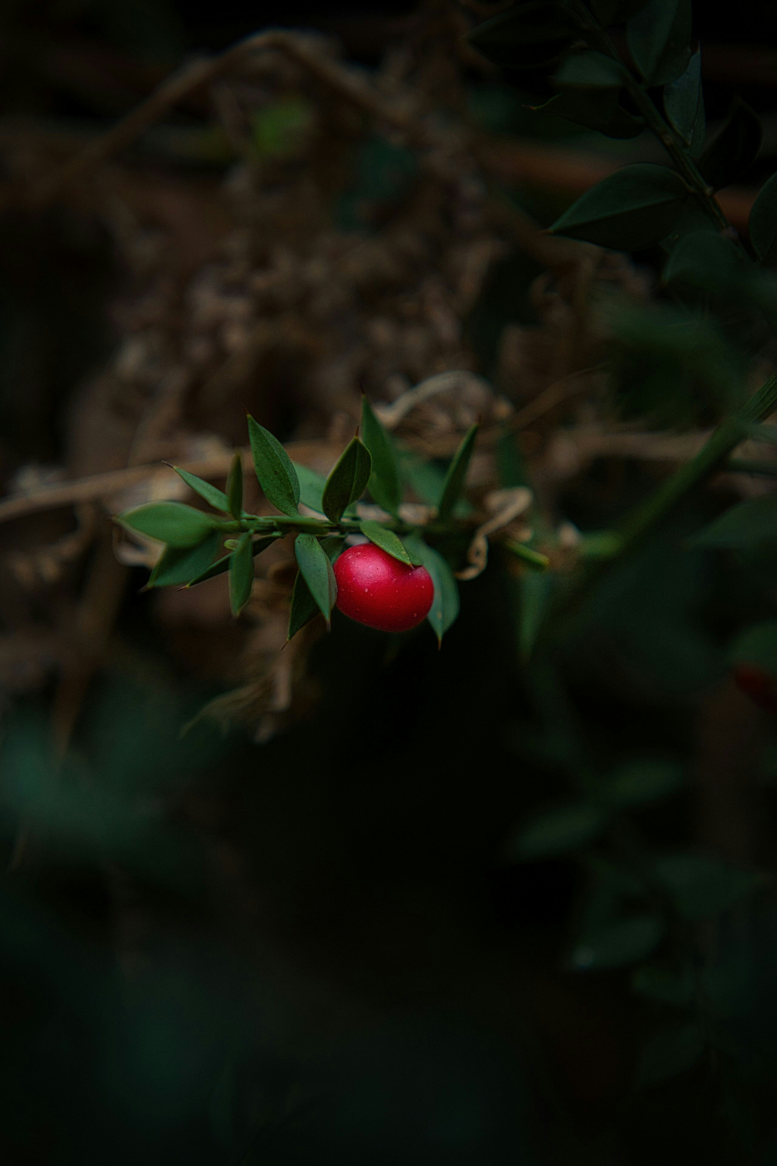 A lone red berry rests among green leaves and brown twigs with a shallow depth of field, drawing focus to the fruit's sheen. This is a natural photography shot, not an illustration.