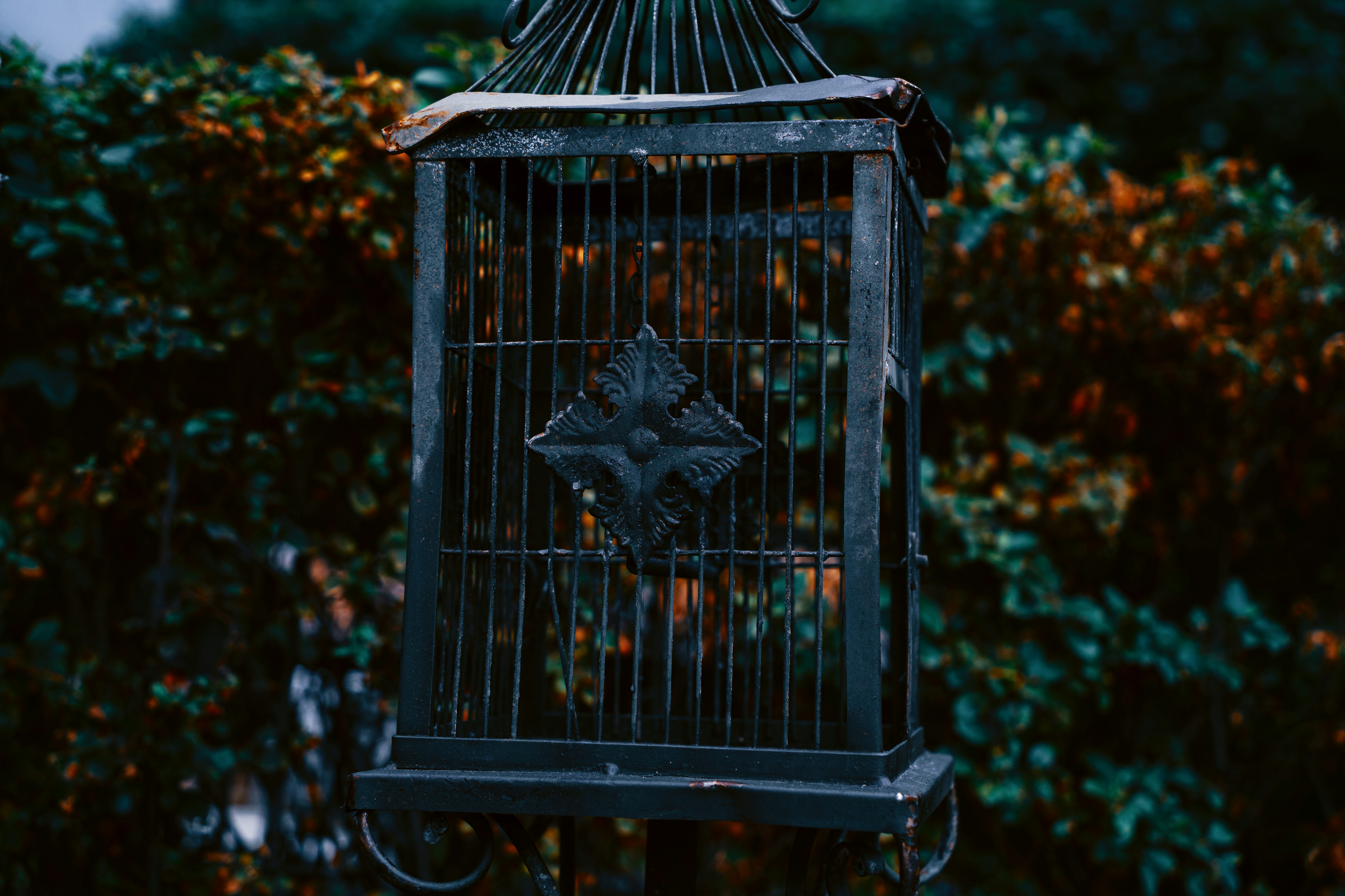 A Weathered Cage: A Quiet Monarch in the Evening Garden