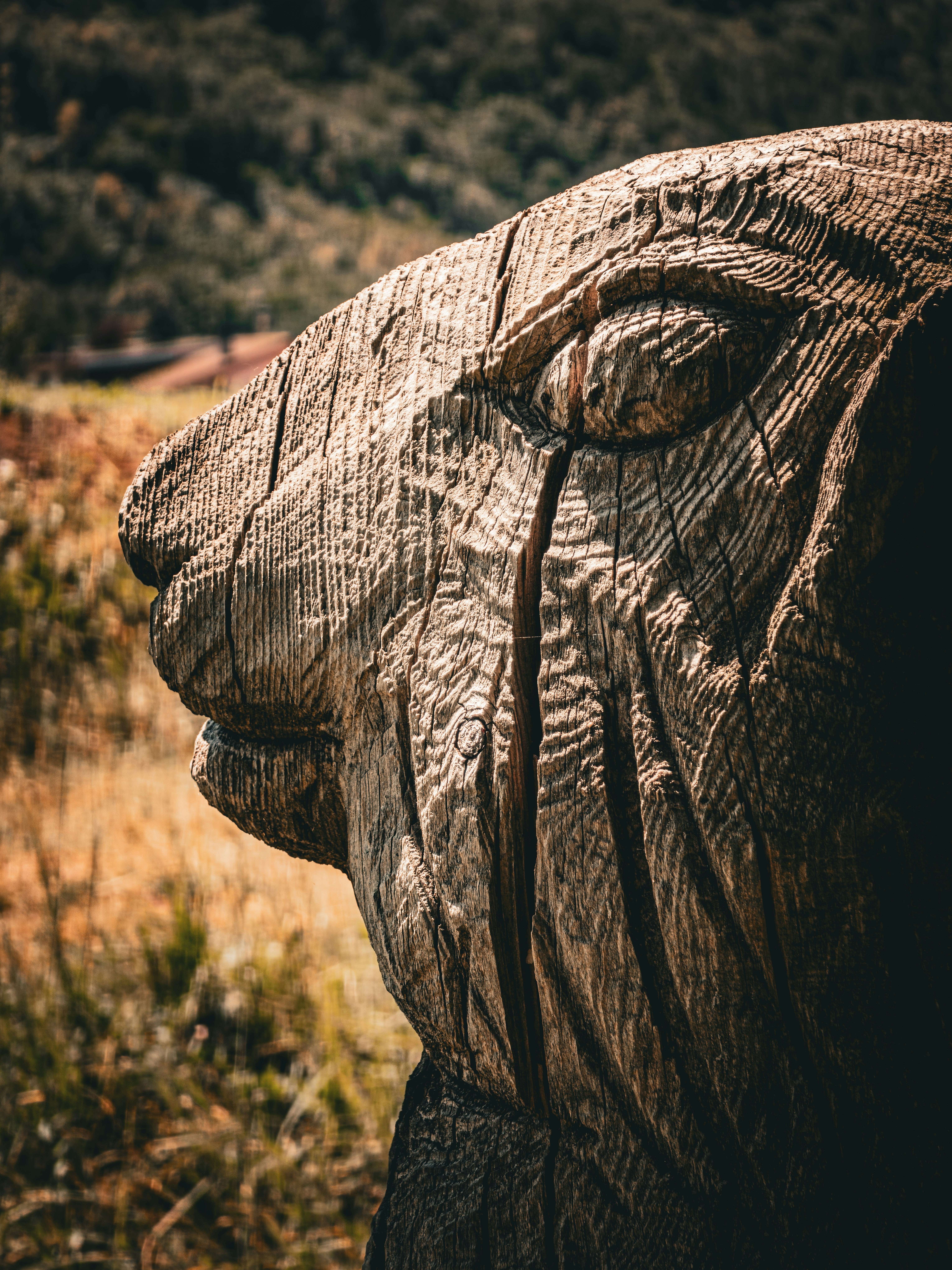 Weathered Gaze: A Carved Wooden Head Emerges from Sunlit Field
