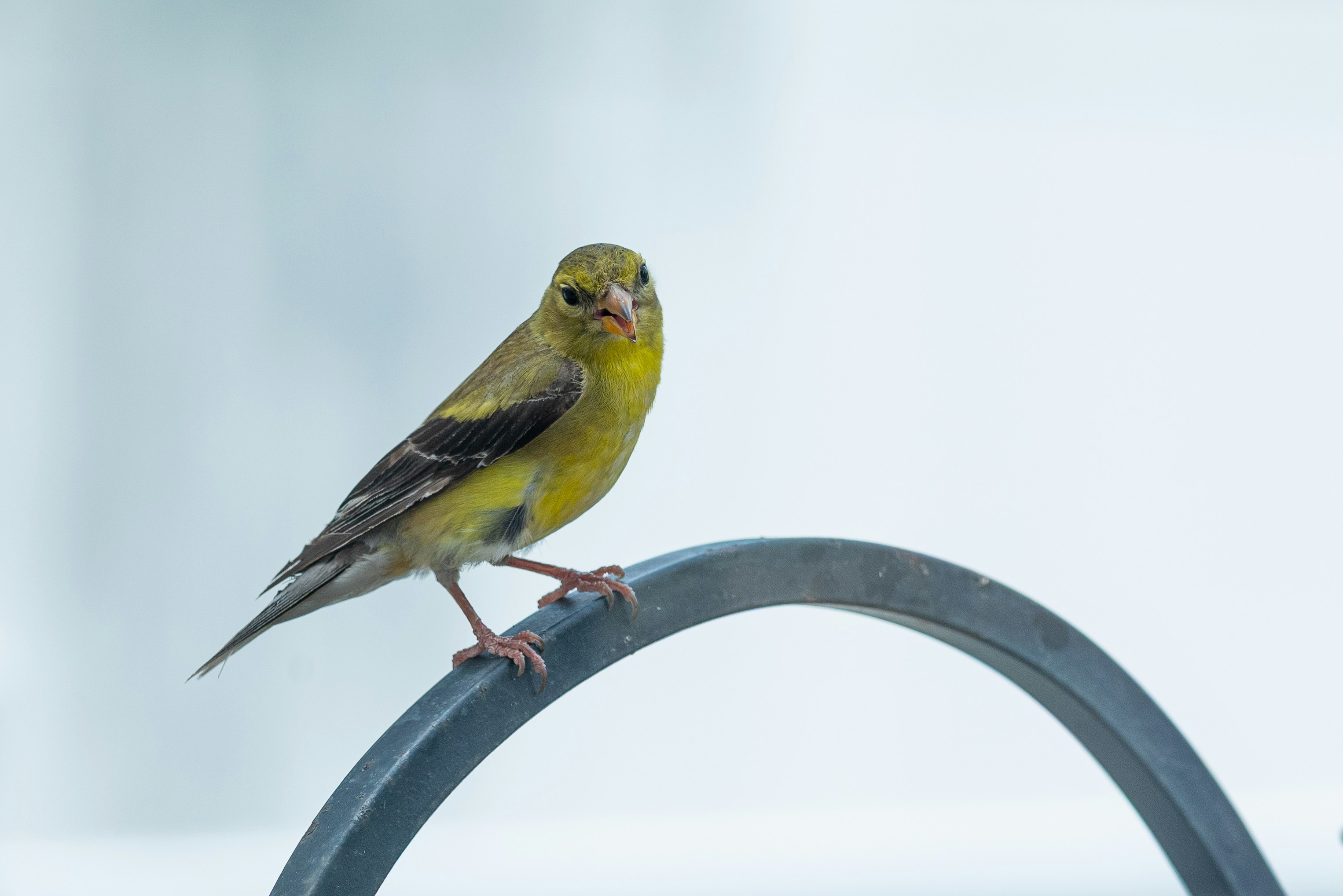 Yellow Warbler Perched on a Curved Frame