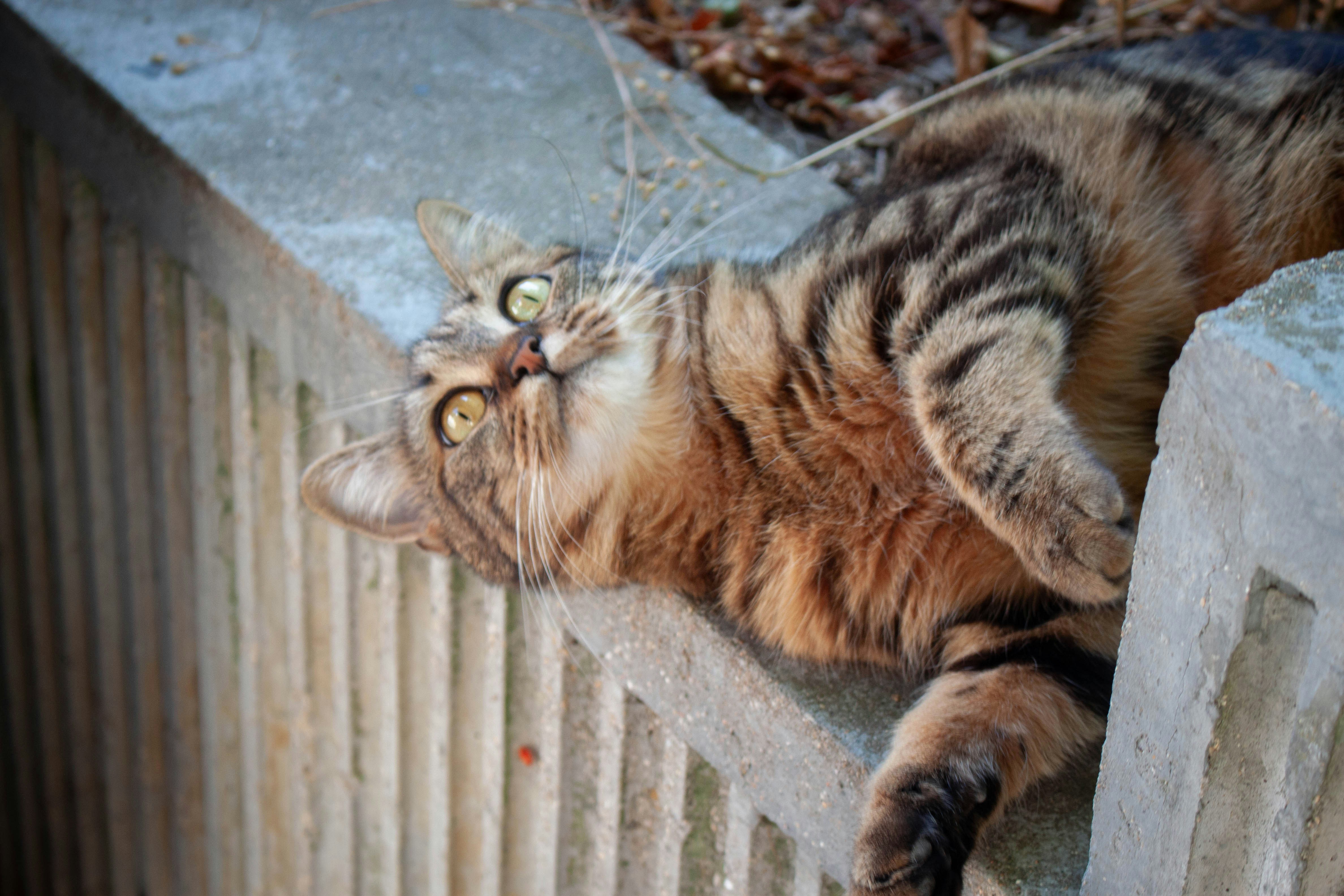 The Curious Cat Teetering on Concrete