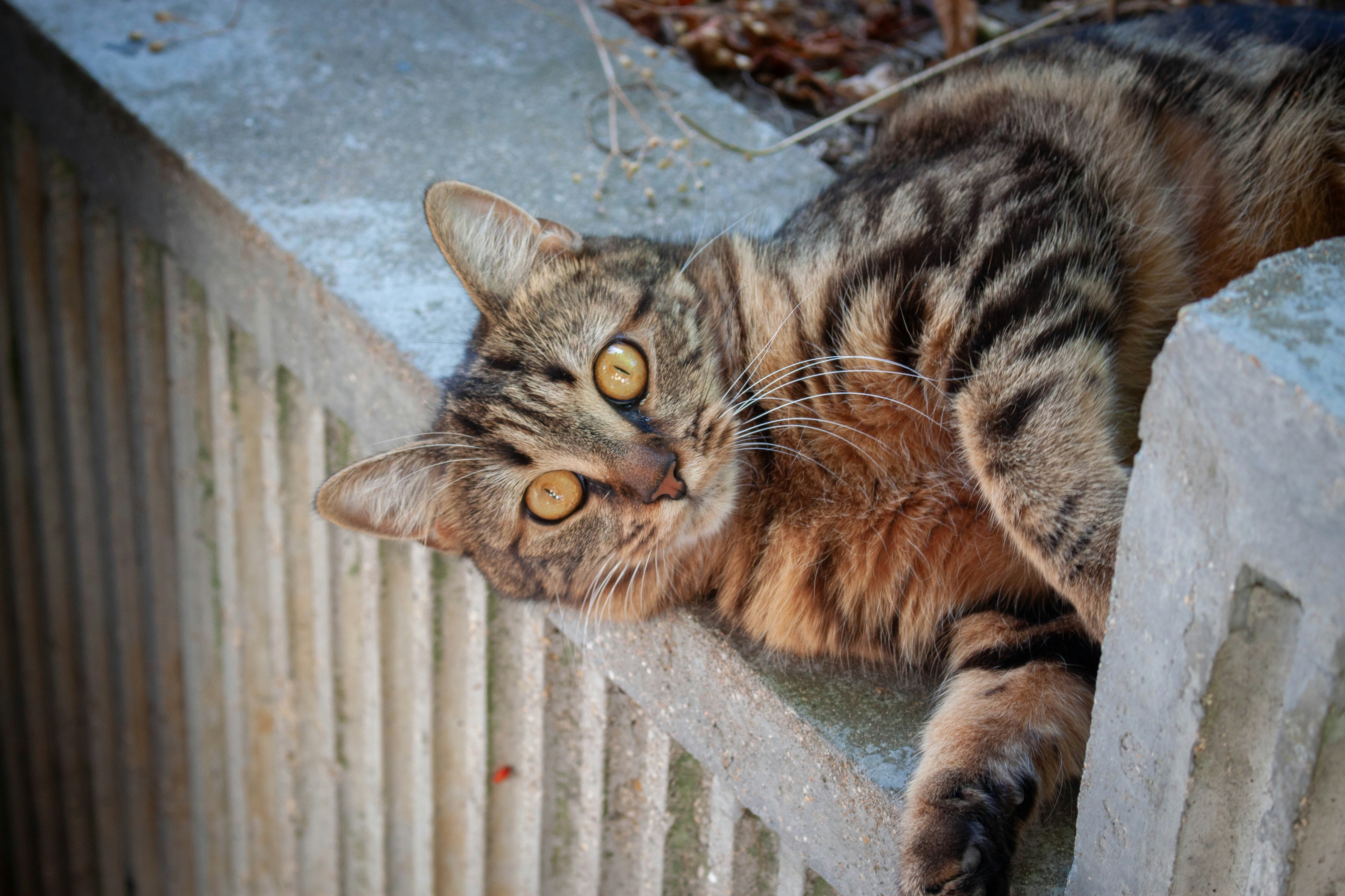 Curled Cat on Concrete Steps: Amber Eyes in Afternoon Light