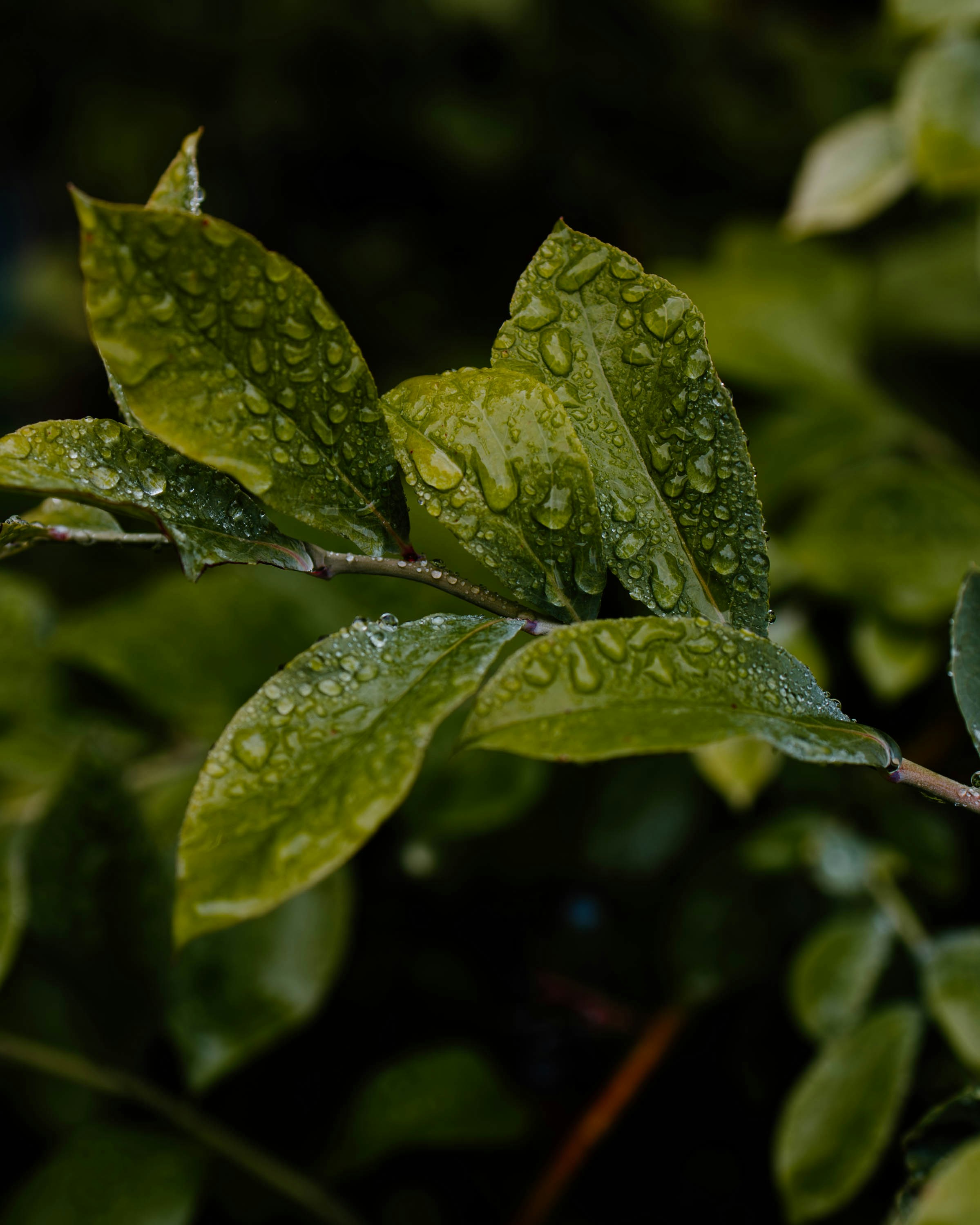 Close-up of dew-speckled green leaves on a slender branch, droplets catching soft light in a garden setting.