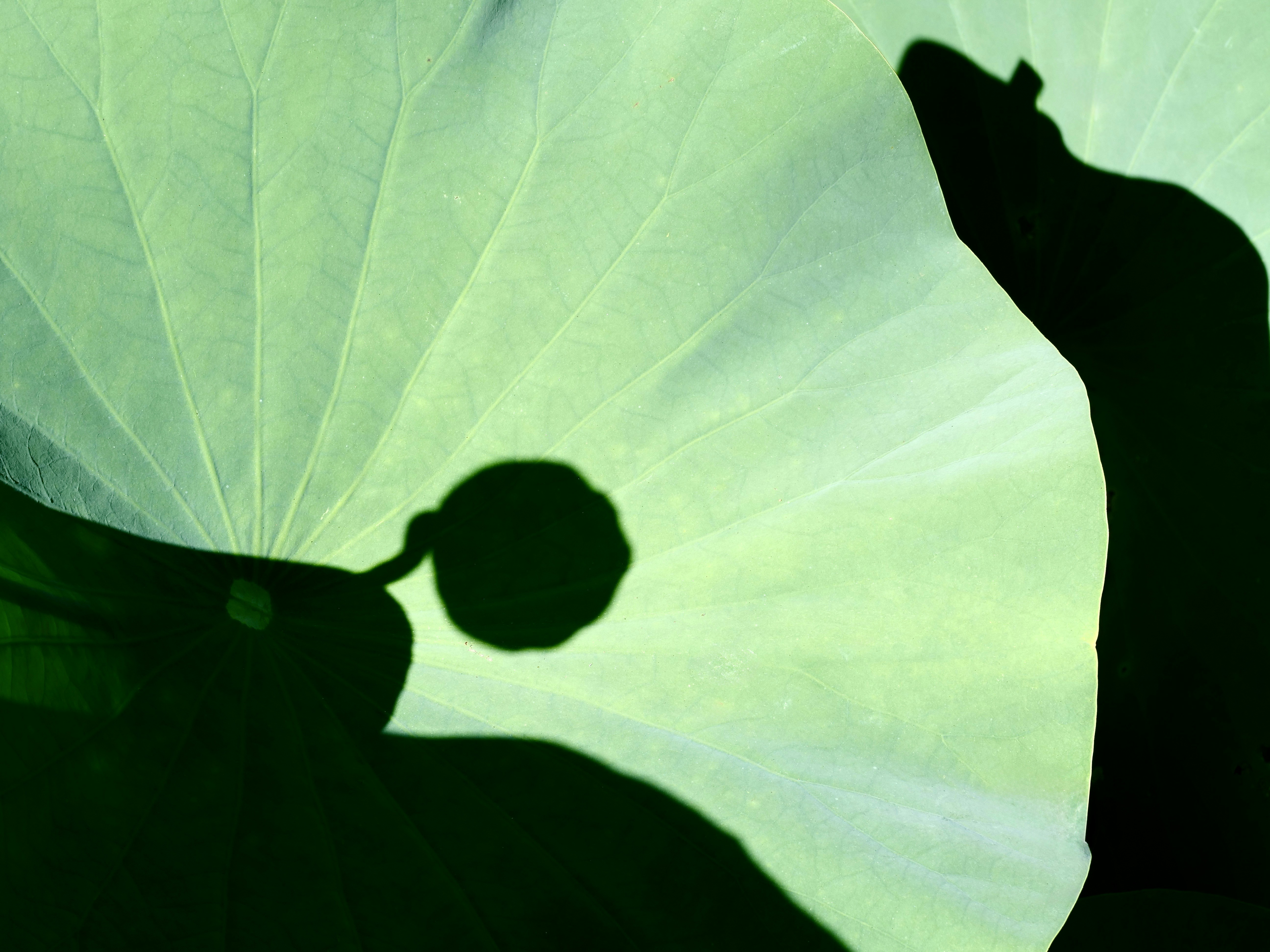 Shadowed Seed: A Quiet Leaf in Sunlit Lime