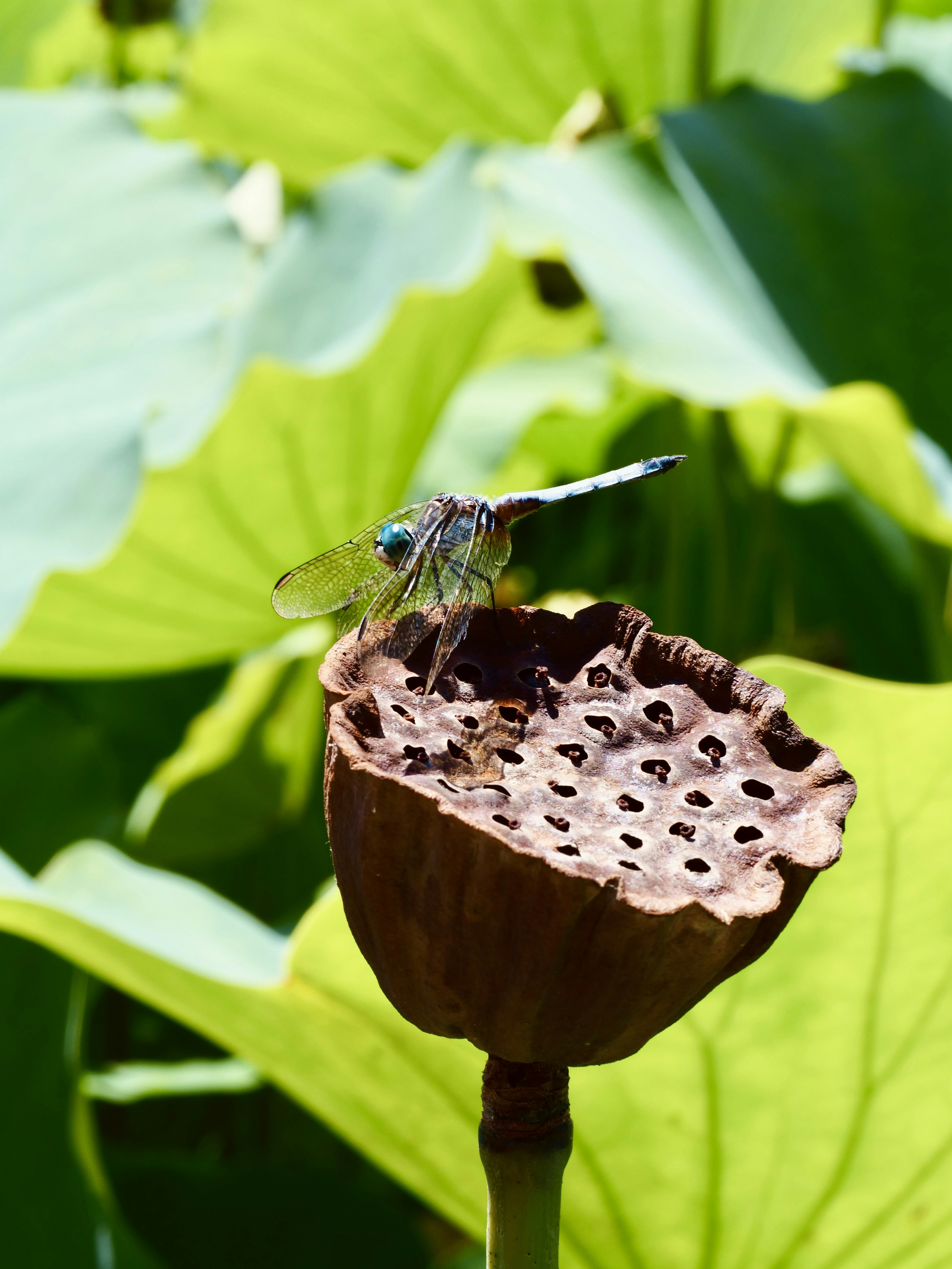 Dragonfly on a Seed Pod: Quiet Moment in a Green Backdrop