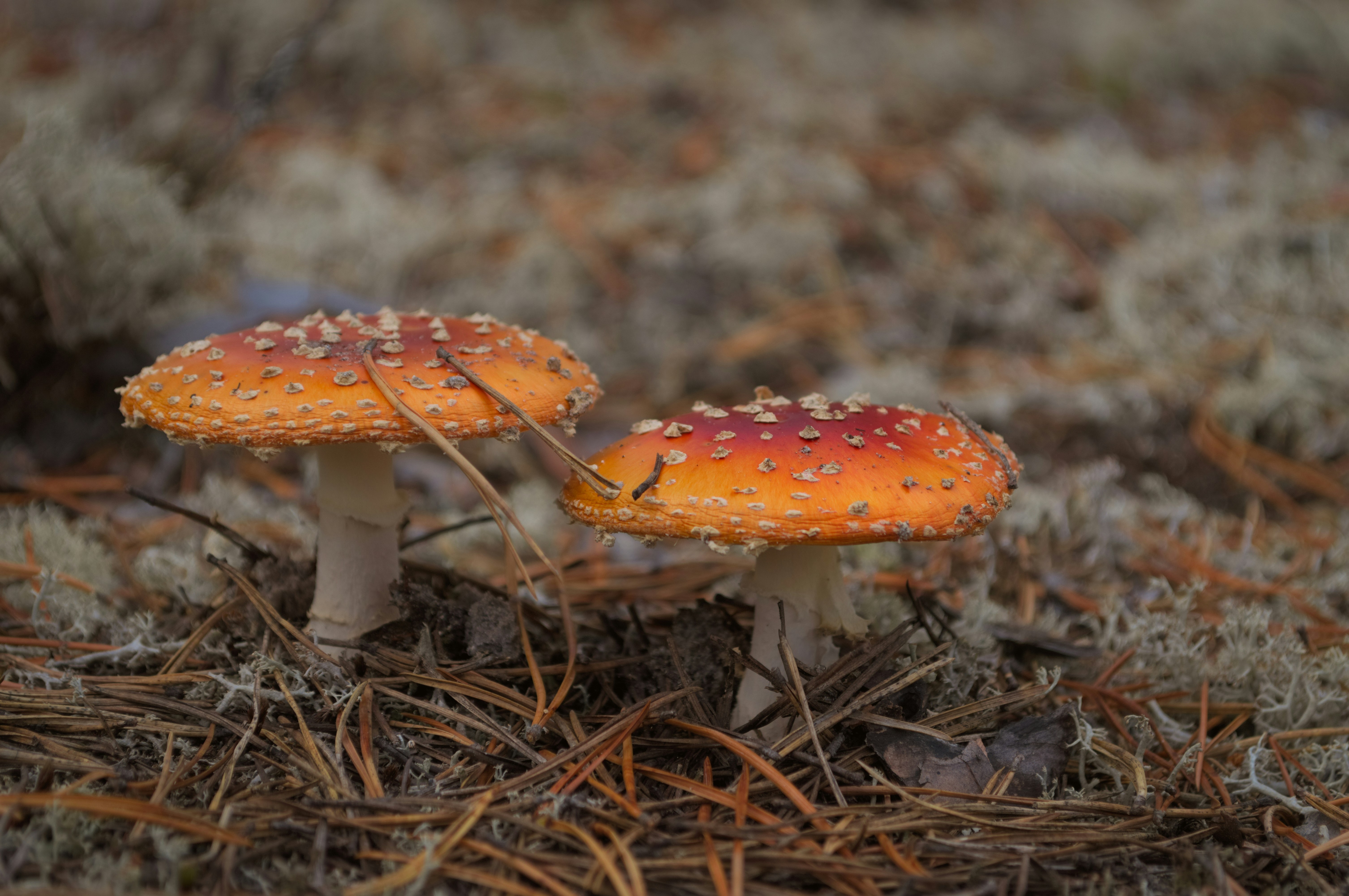 Two Scarlet Amanitas Resting Among Pine Needles