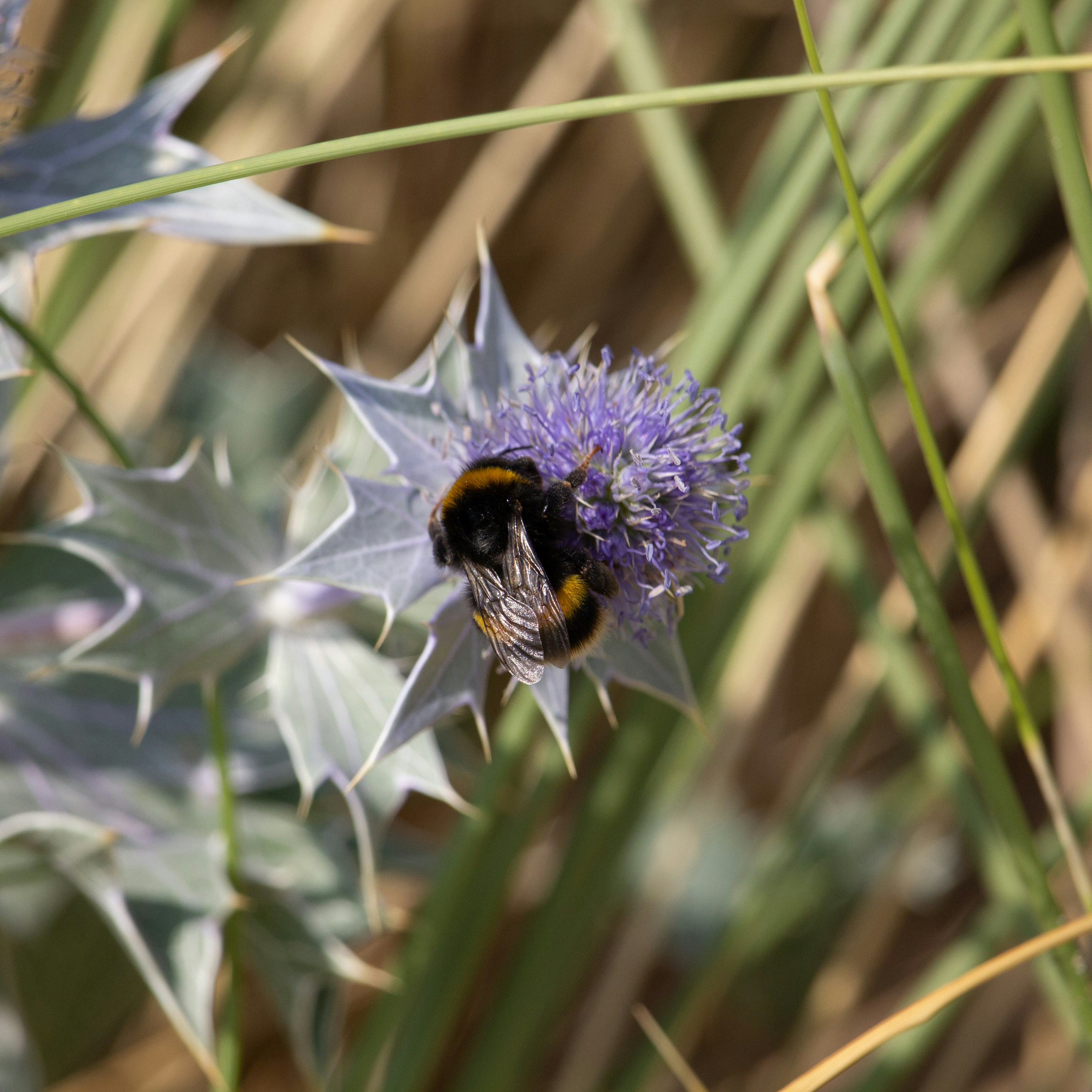 Close-up of a bee gathering nectar from a purple spiny flower, with surrounding dried stems providing texture in soft focus.