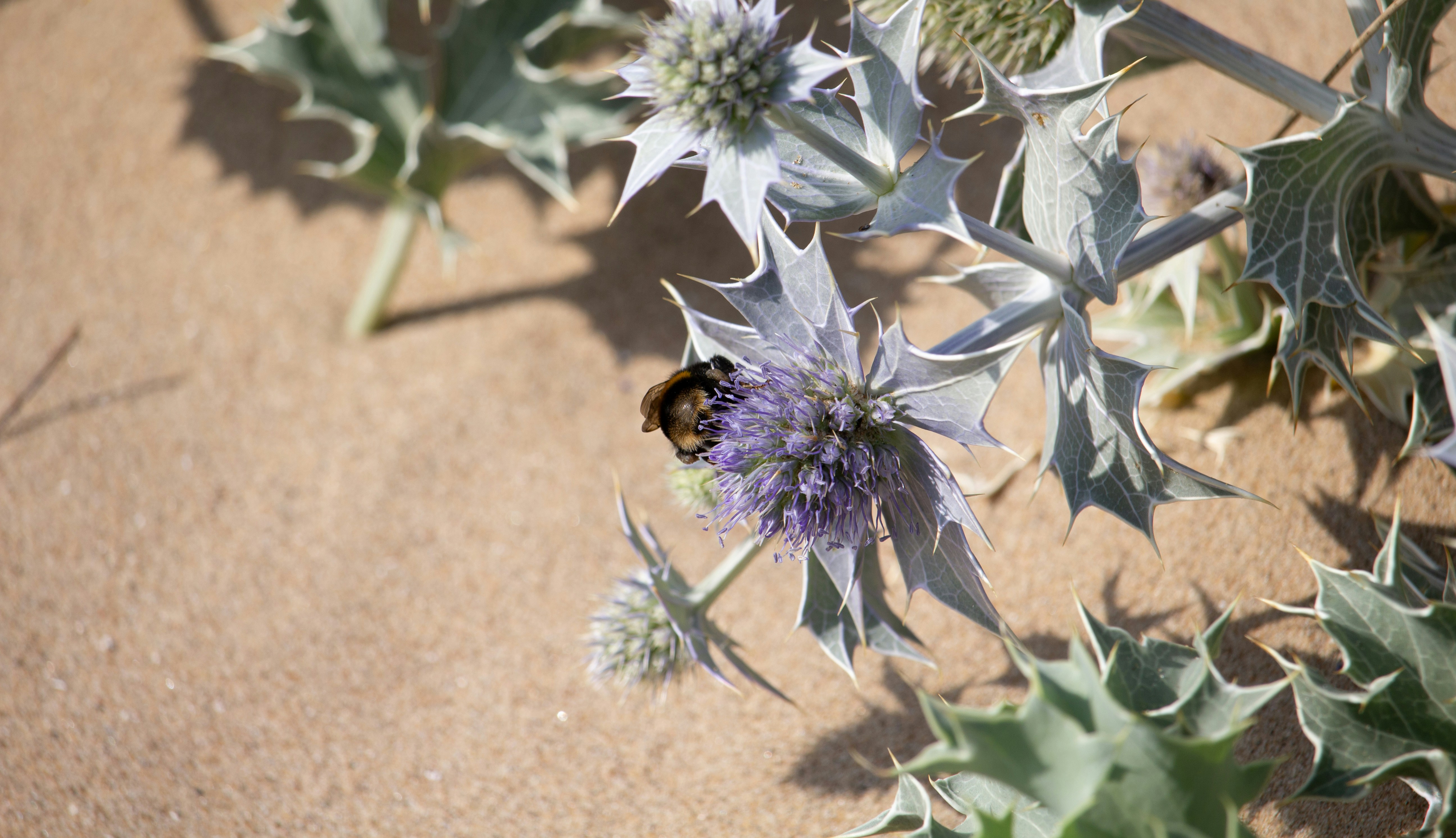 Bee on a Spiky Purple Bloom