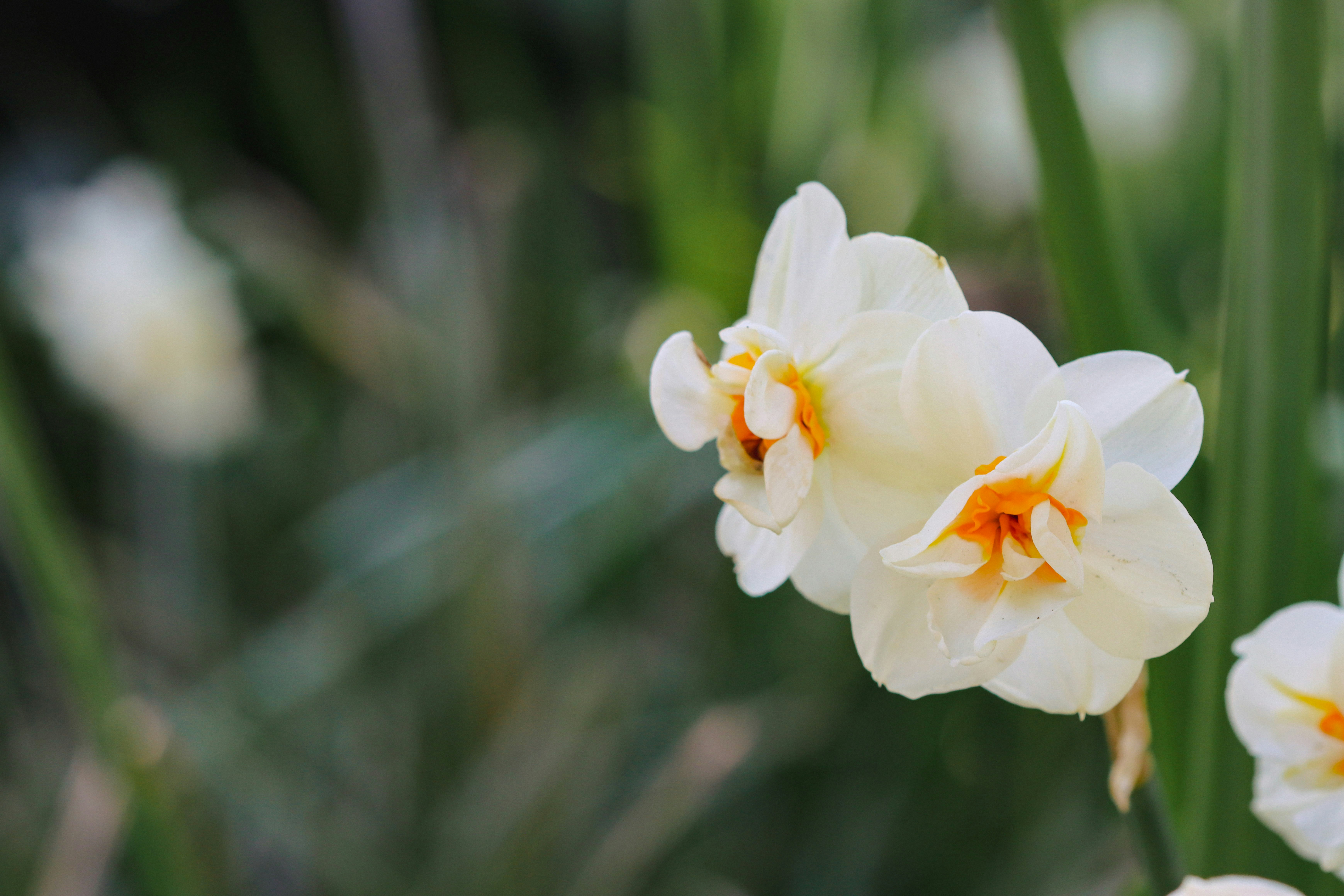 Cream and Orange Daffodils in Soft Backdrop