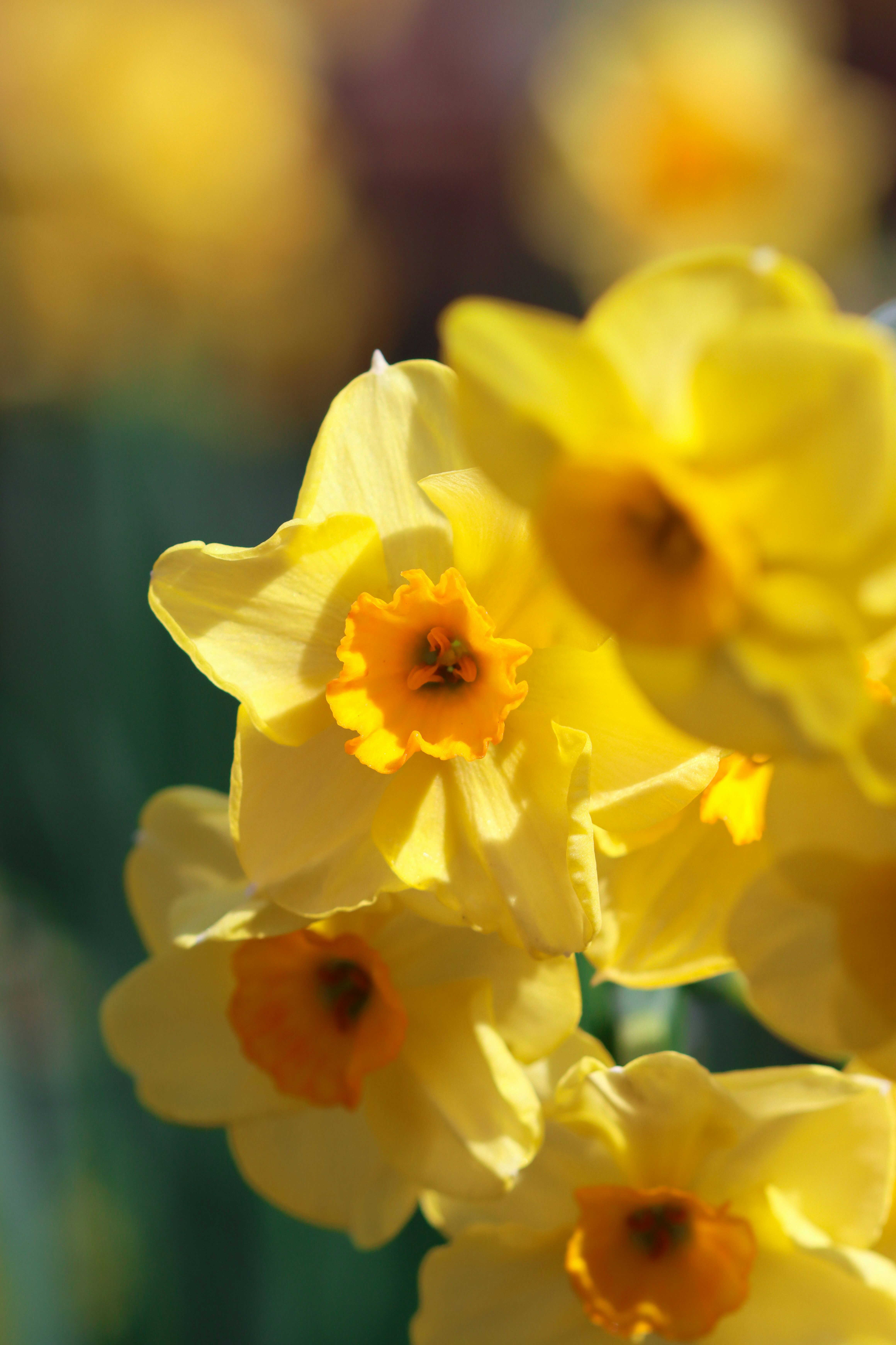 Golden Narcissus Cluster: Sunlit Petals in Focus