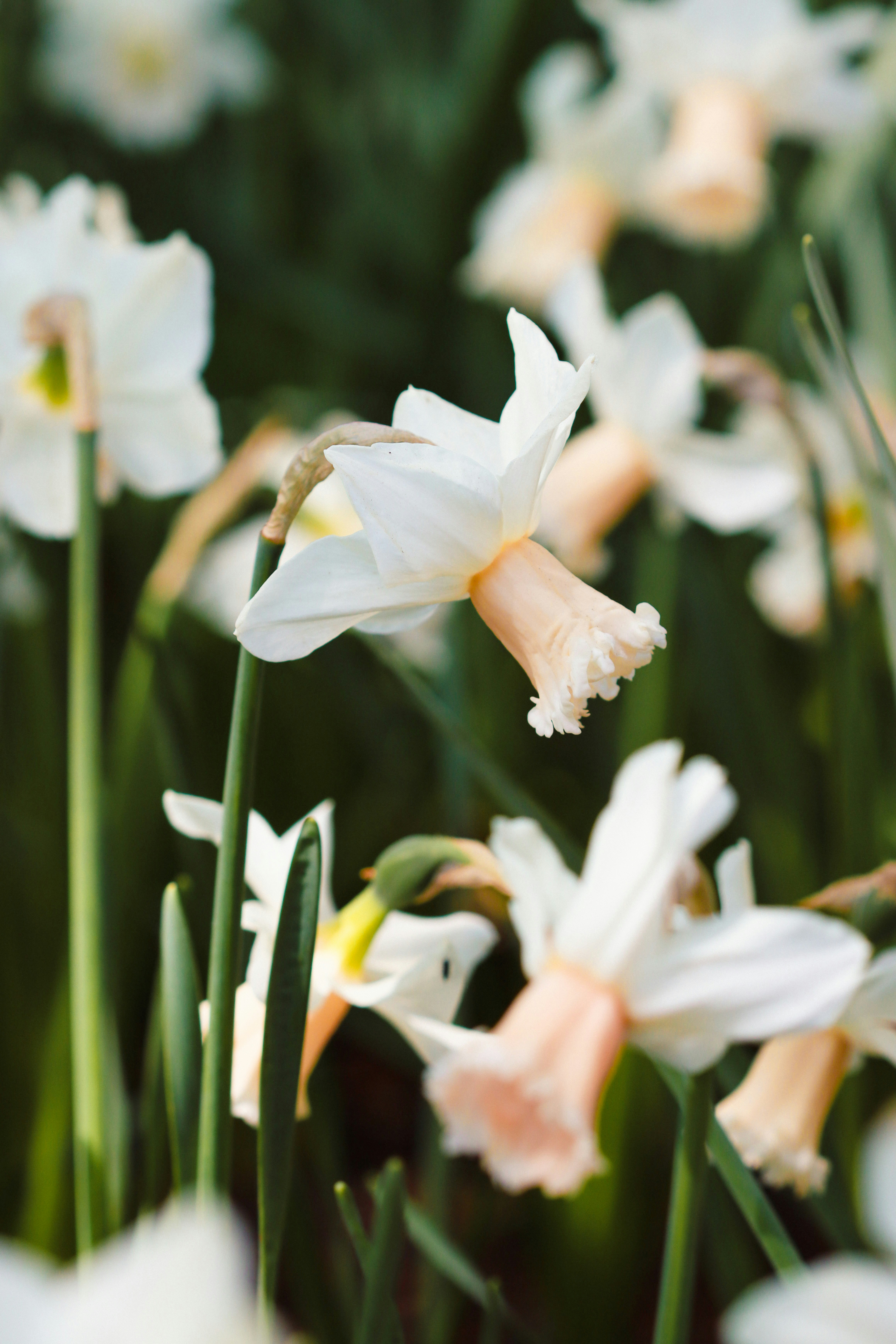 White Narcissus Portrait in Soft Focus Garden Bed