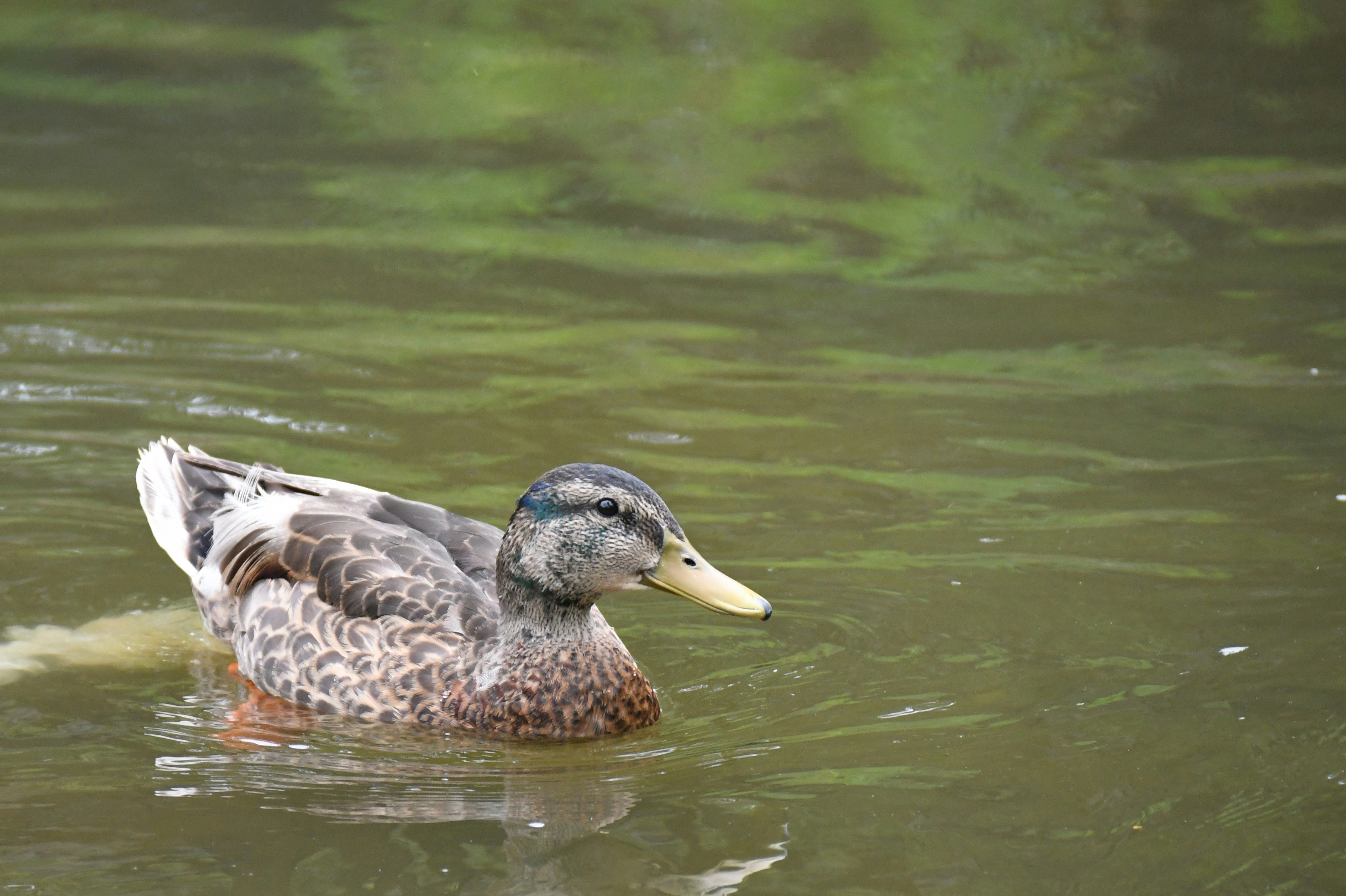 Island of Calm: A Mallard Drifts Through Quiet Ripples