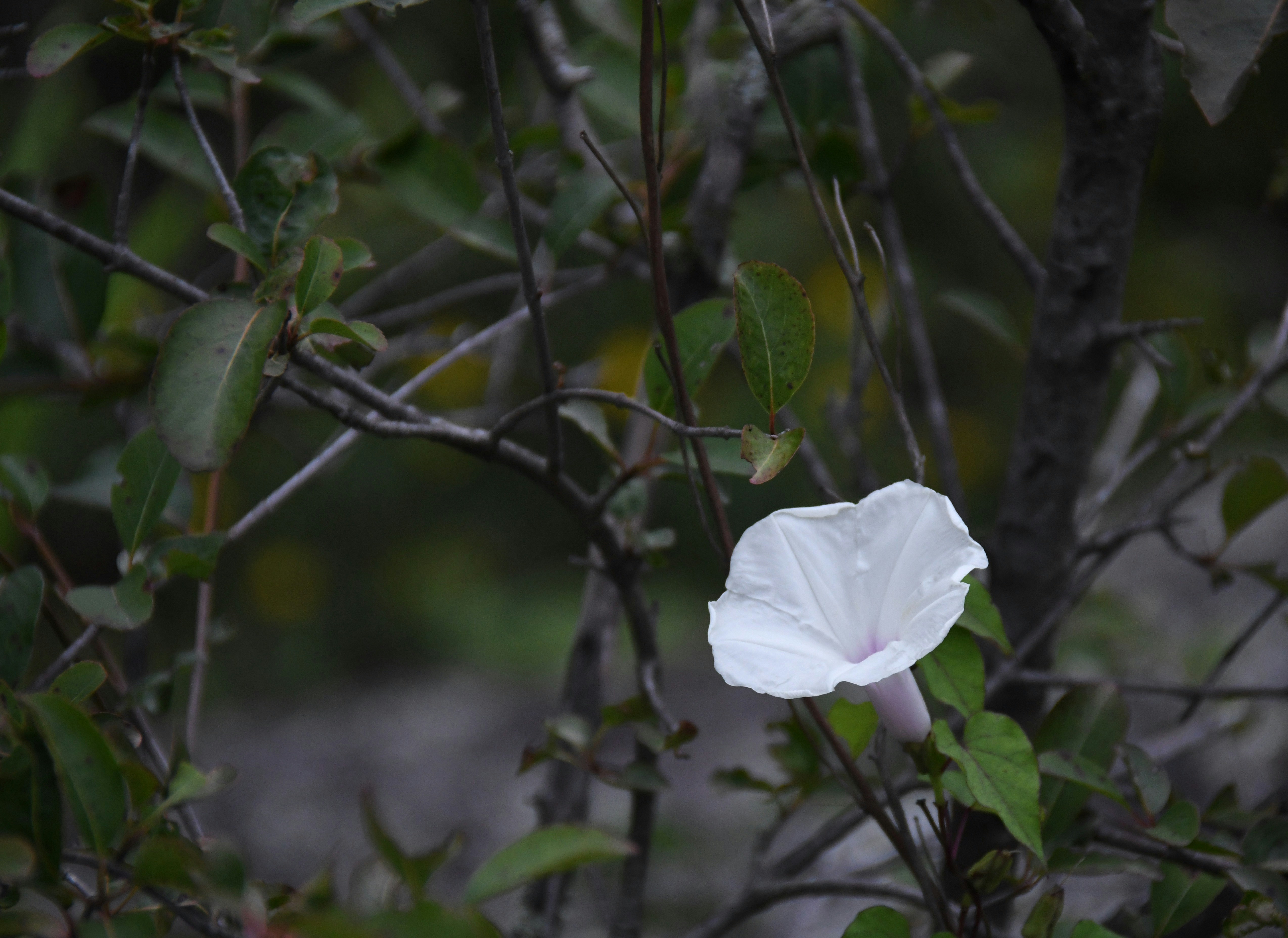 Whispering Petal: A lone white bloom amid tangled branches