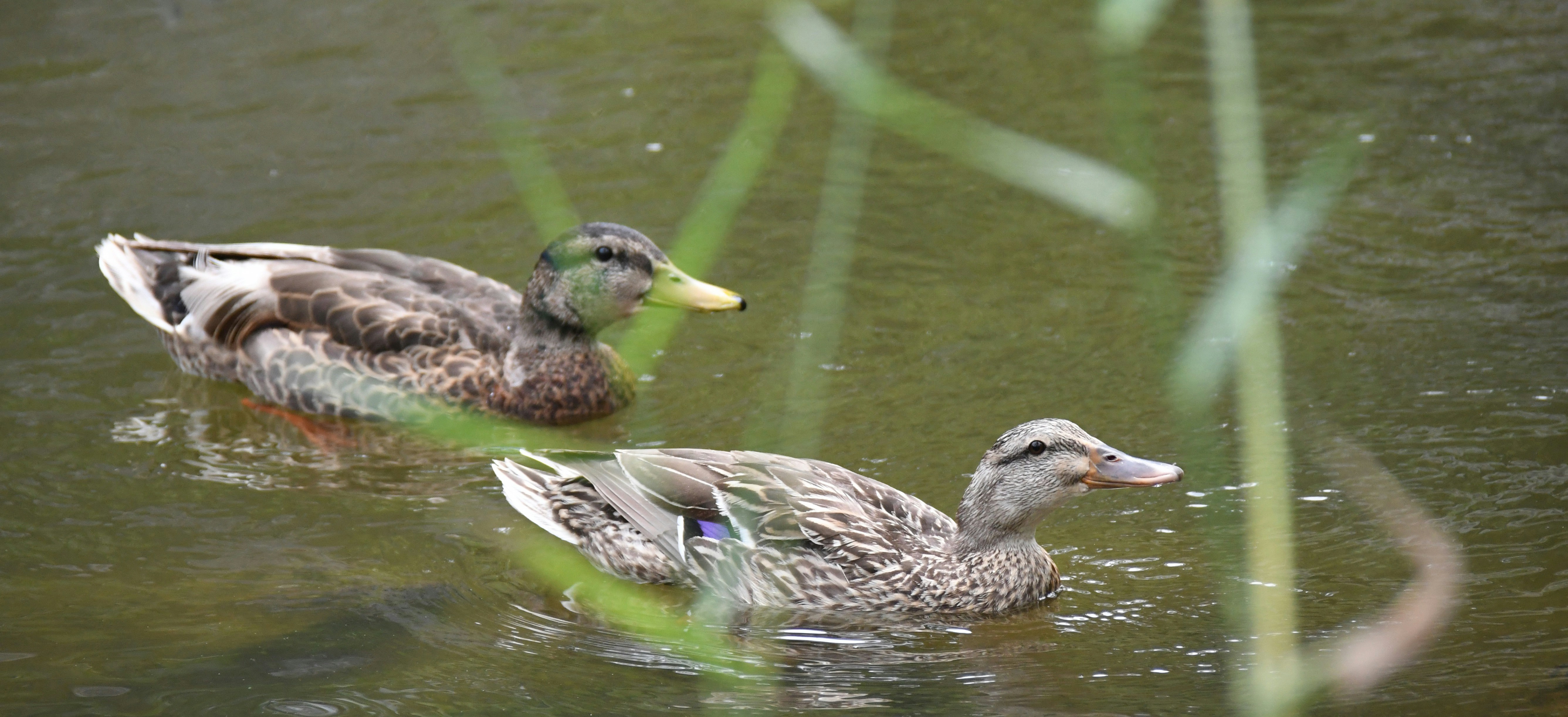 Two Mallards Maintain a Quiet Drift Across a Mossy Pond