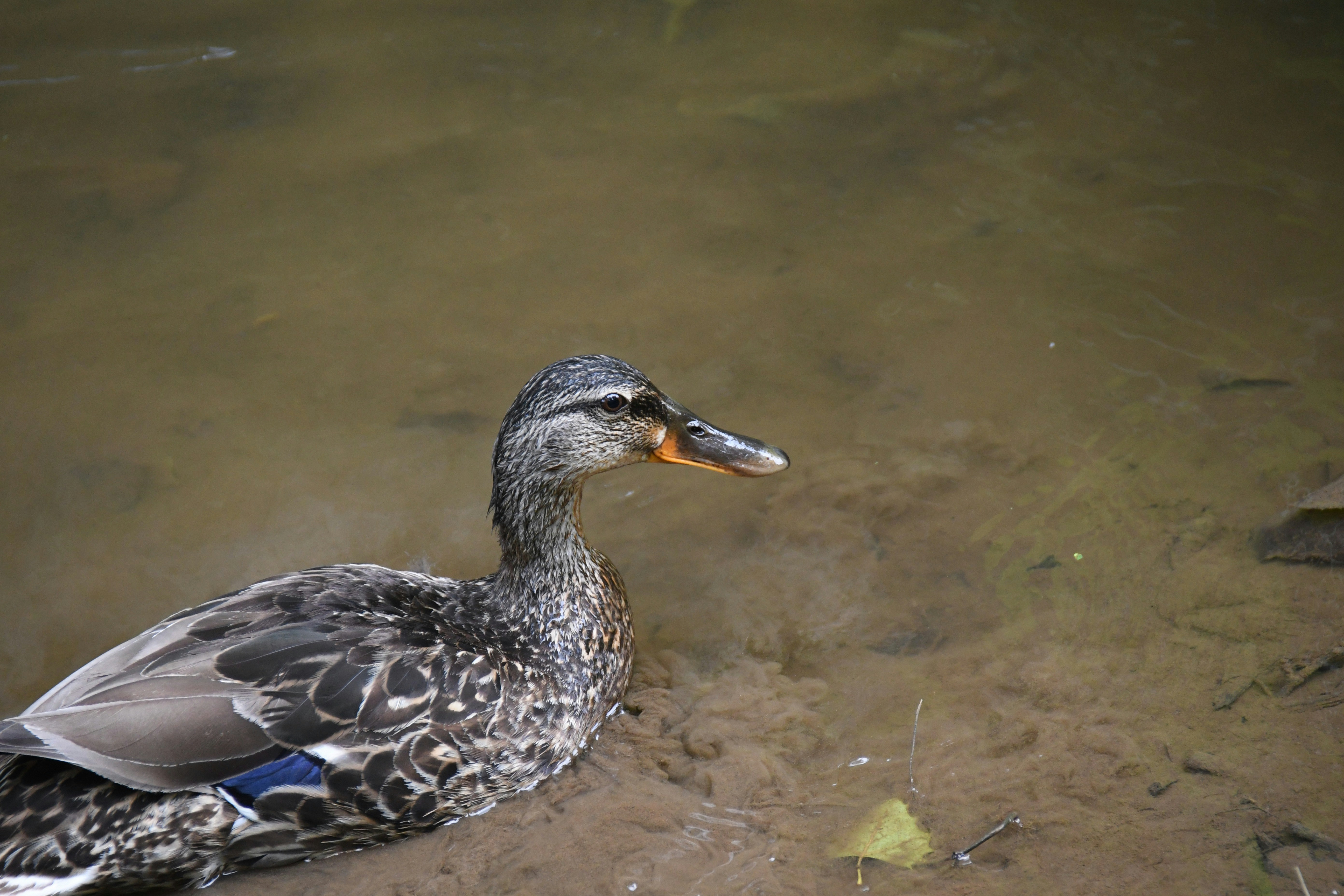 Blue-tinged Duck Poised near the Shore