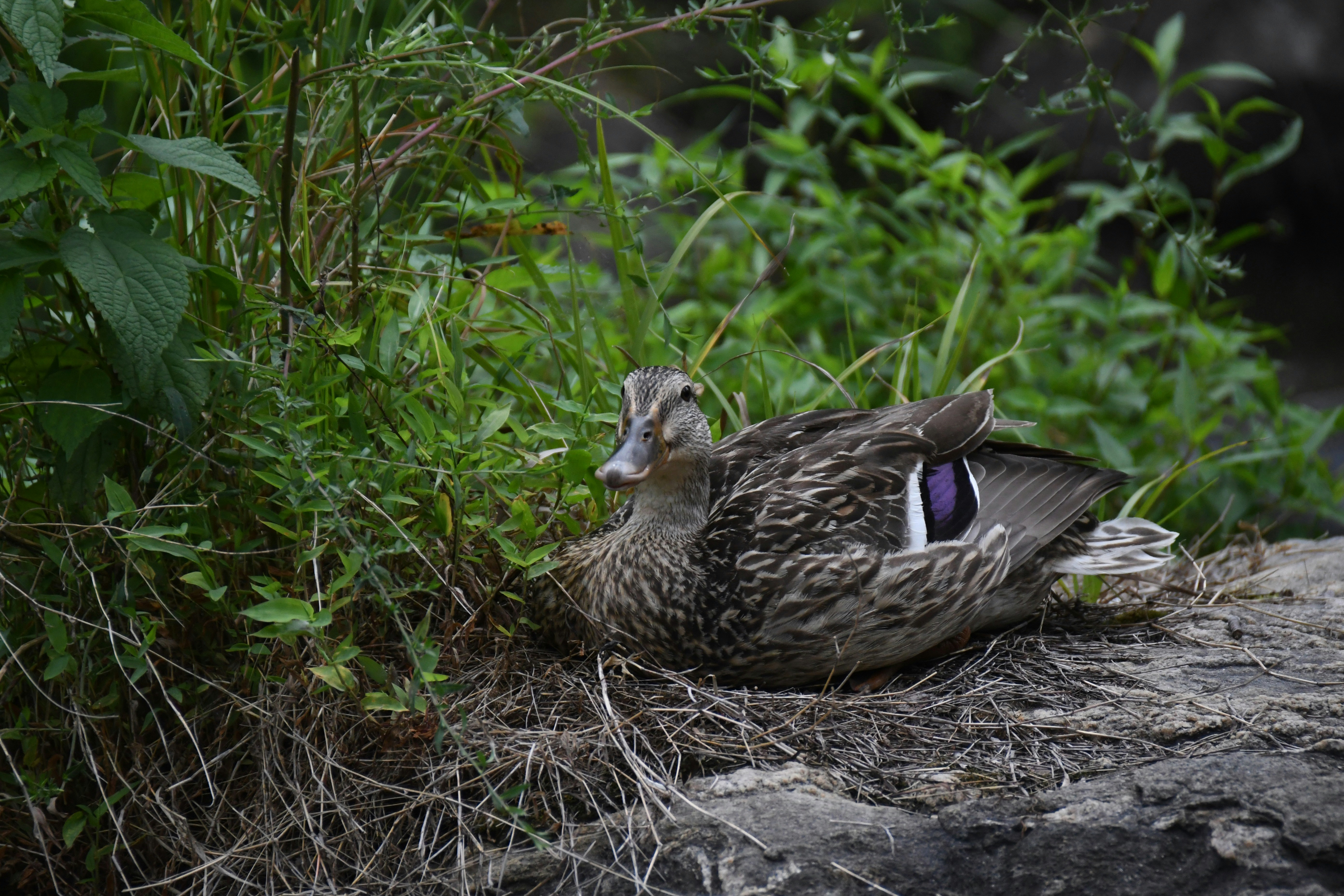 Hidden Heron: A Resting Duck Pleads for Shade on Riverside Stone