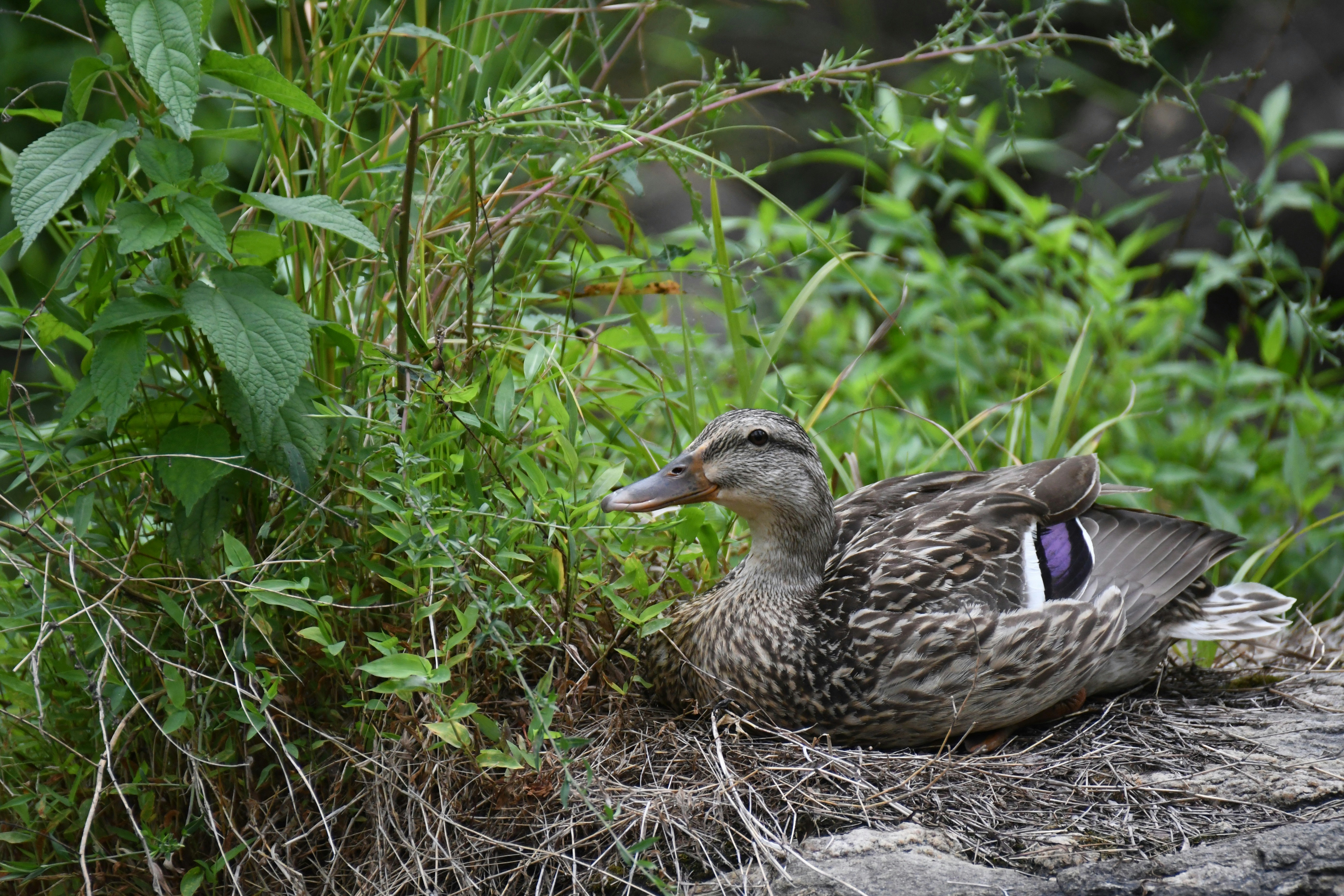 Female mallard resting near nest under dense foliage; natural outdoor scene with muted colors and detailed feather texture.