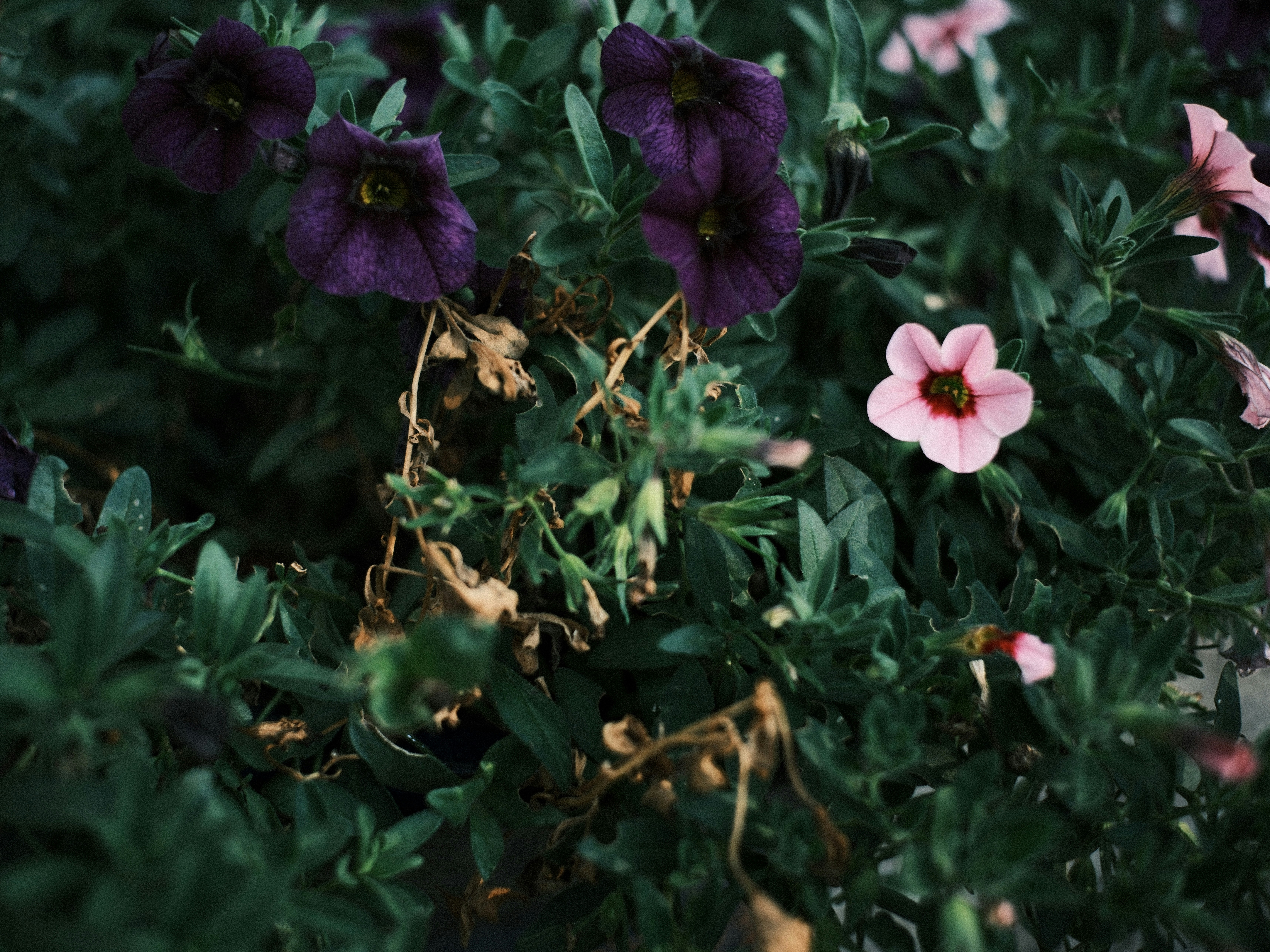 Pink Flower Amidst Velvet Petals in a Night Garden