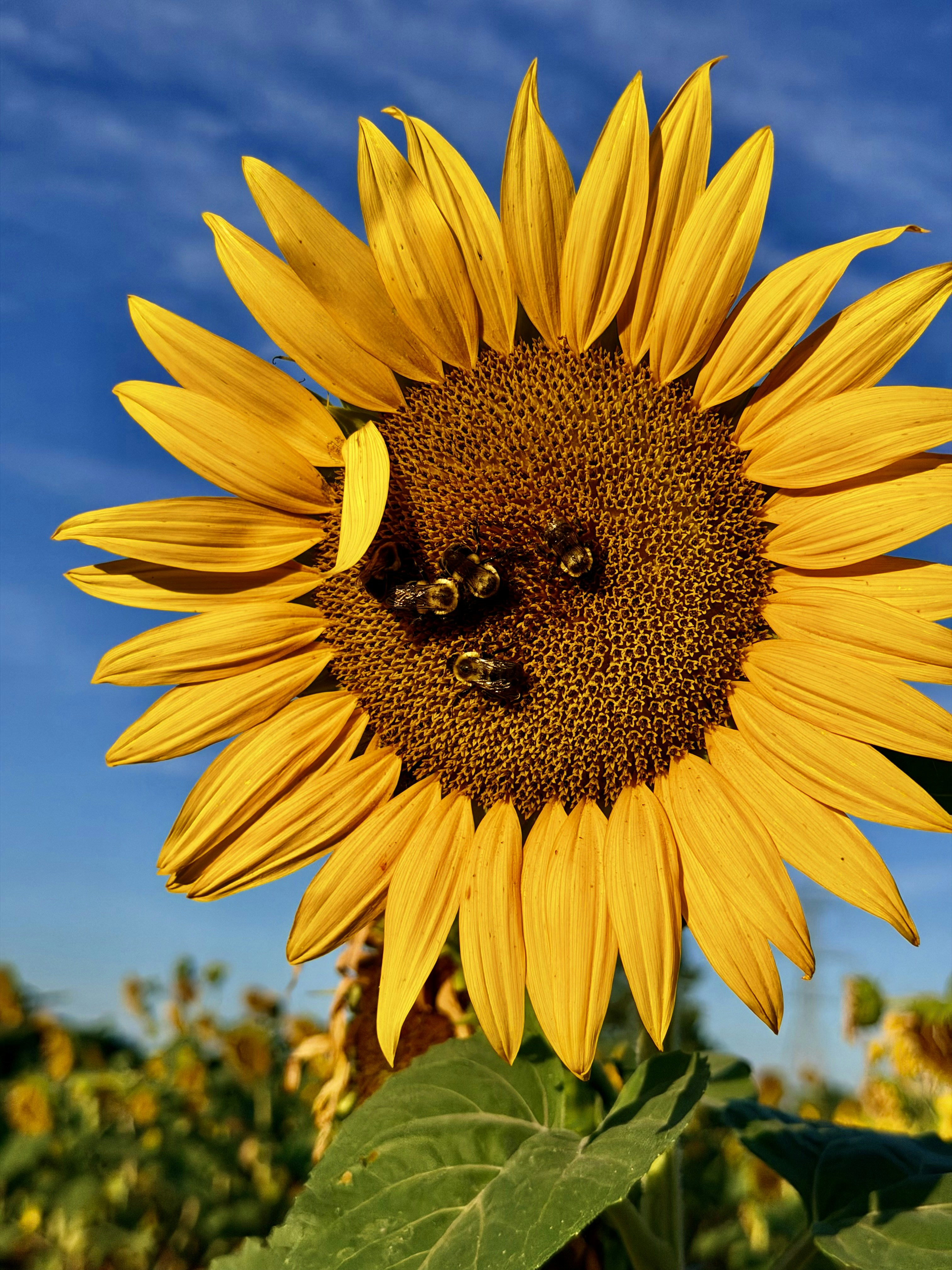 Sunlit Helianthus: Bees at the Center of Summer