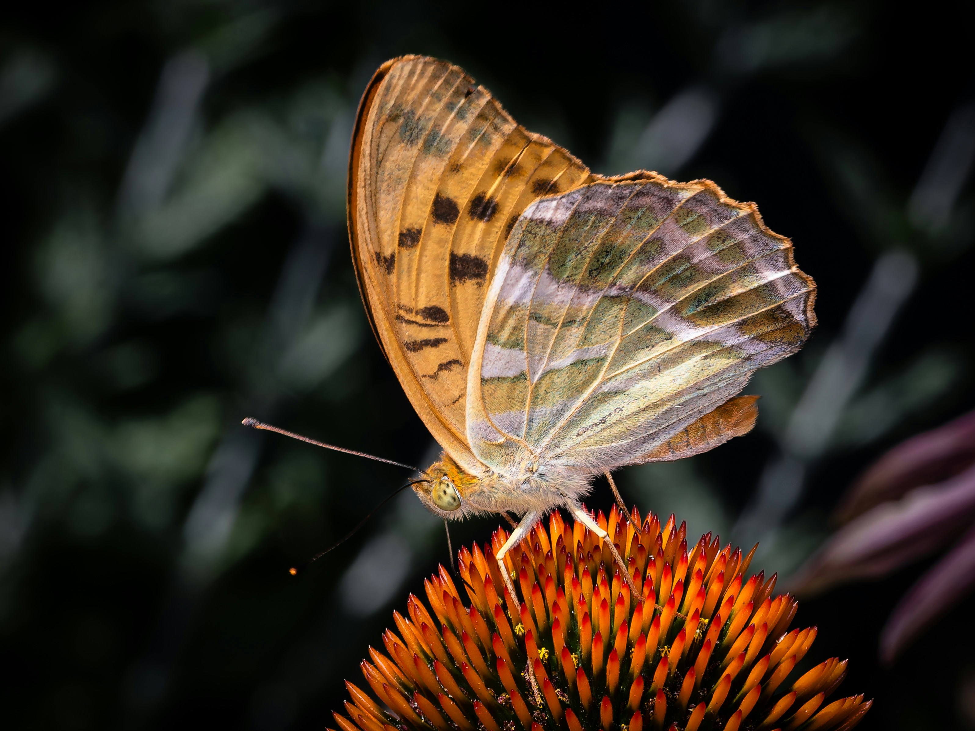 Sunlit Monarch on a Flaming Cone