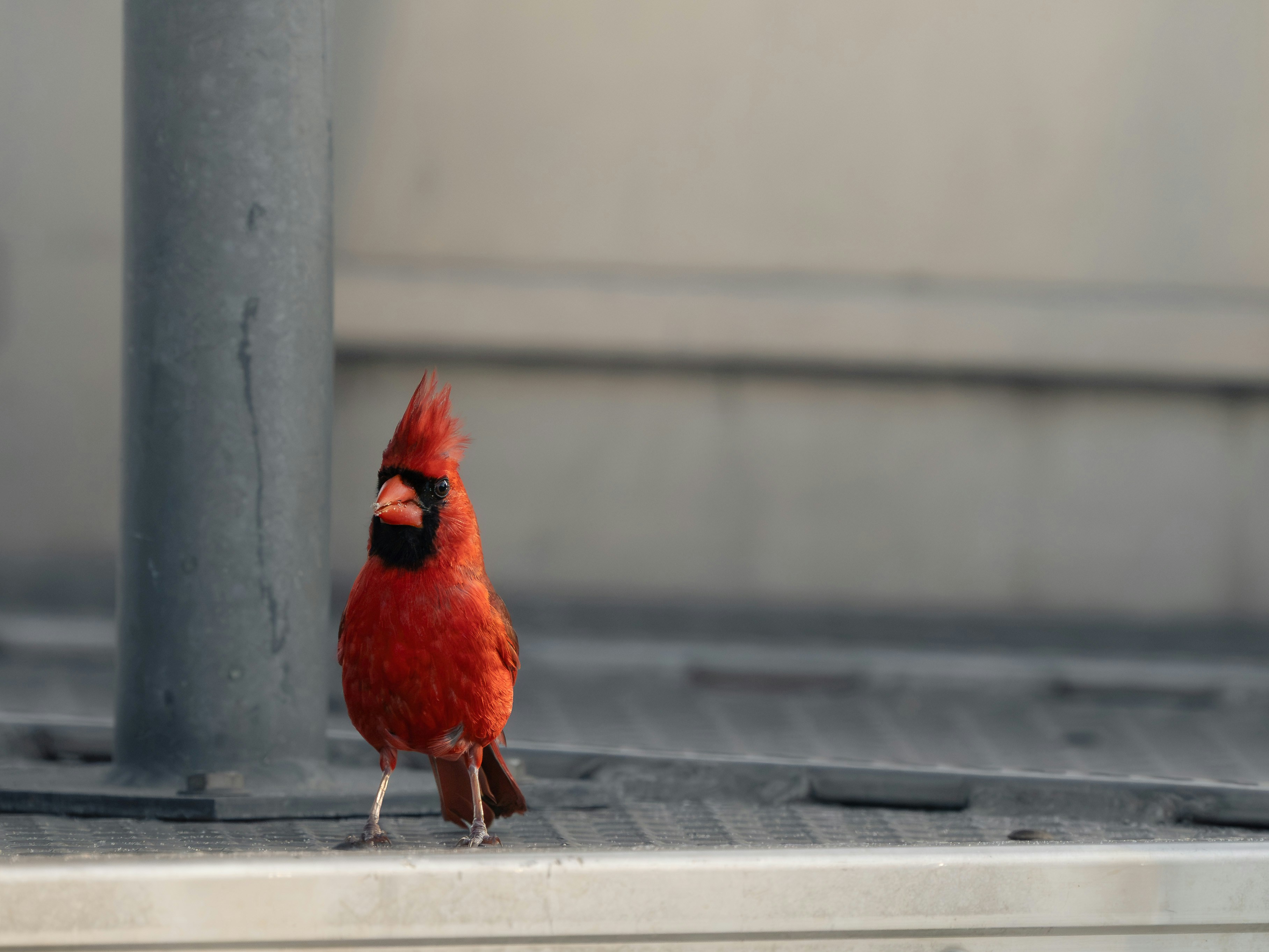 Red Cardinal on a Concrete Rooftop